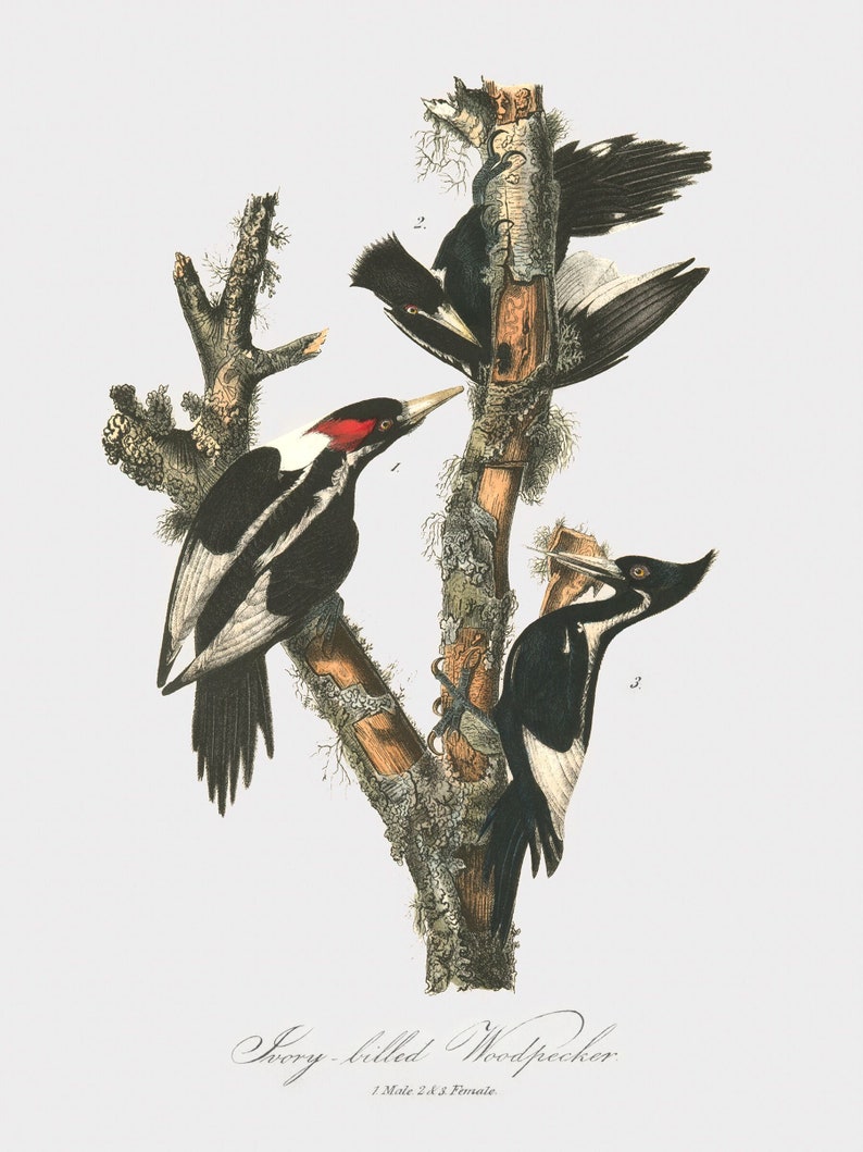 Bird Fine Art Print - Bird Wall Art - Bird Illustration - Bird Wall ...