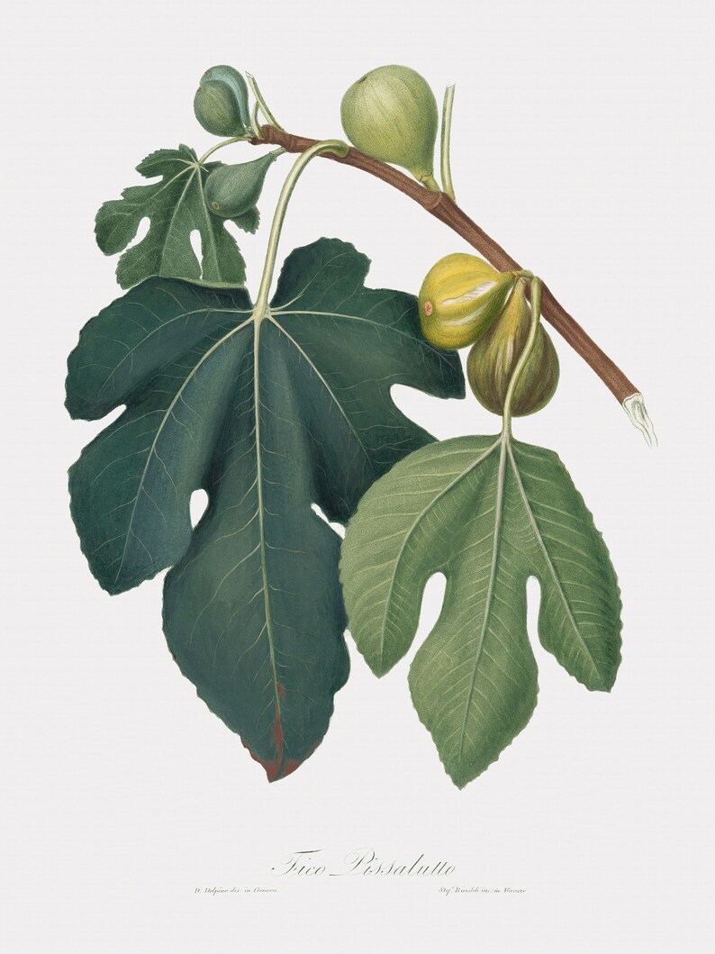 Fruit Wall Art Fruit Decor for Kitchen Fig Tree Art Fig - Etsy