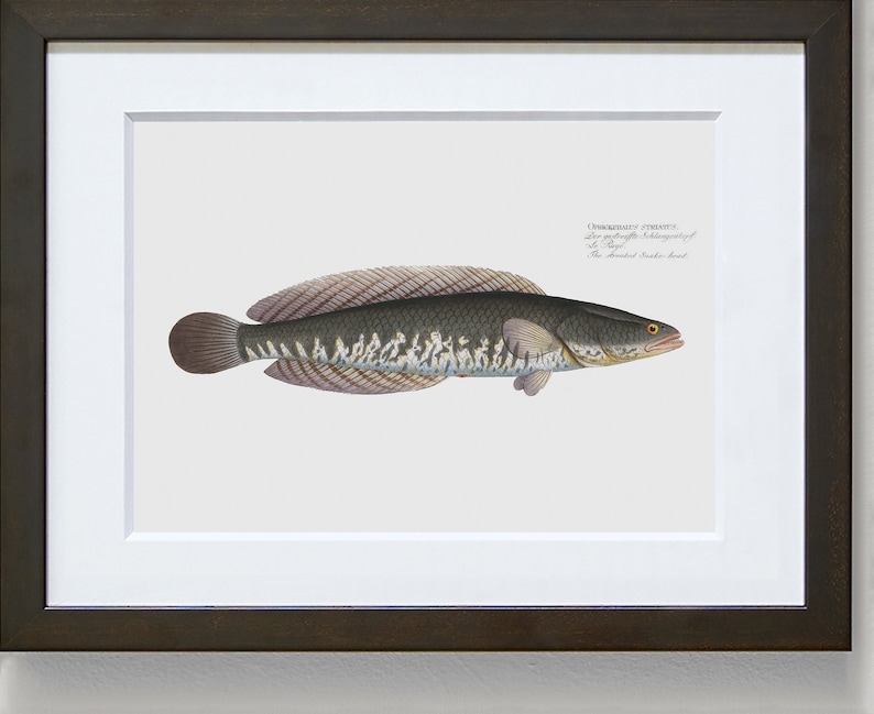 Fish Wall Art the Streaked Snake-head-fish Art Ophicephalus Striatus - Etsy