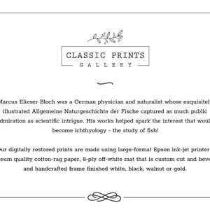 Fish Wall Art Print - 1. Labrus Melagaster 2. Labrus Malapterus - Etsy