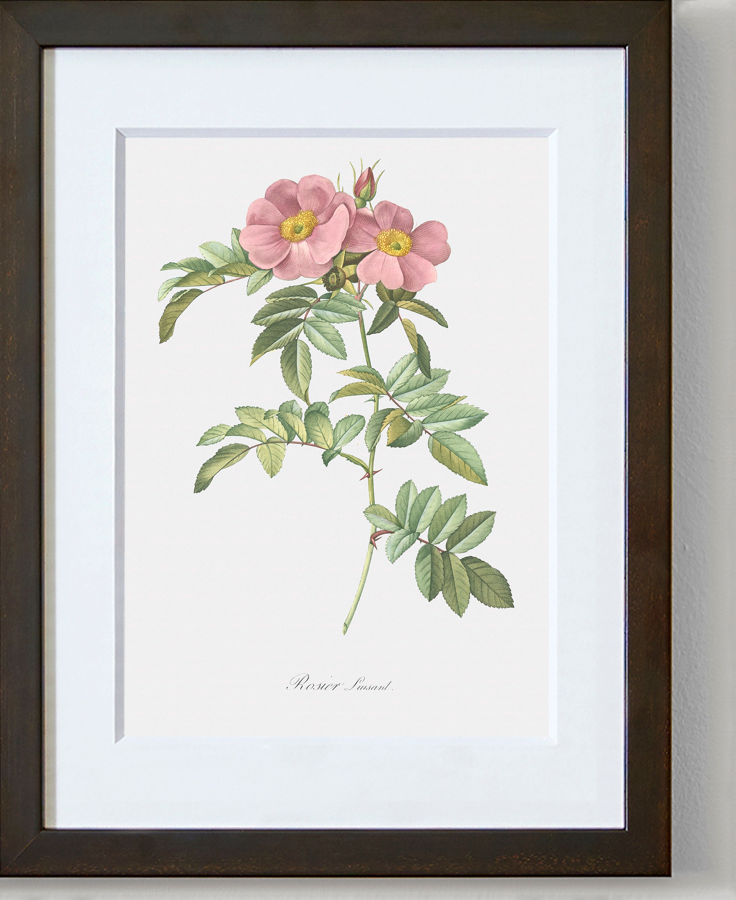 Rose Wall Art Rose Fine Art Print Pink Rose Virginia - Etsy