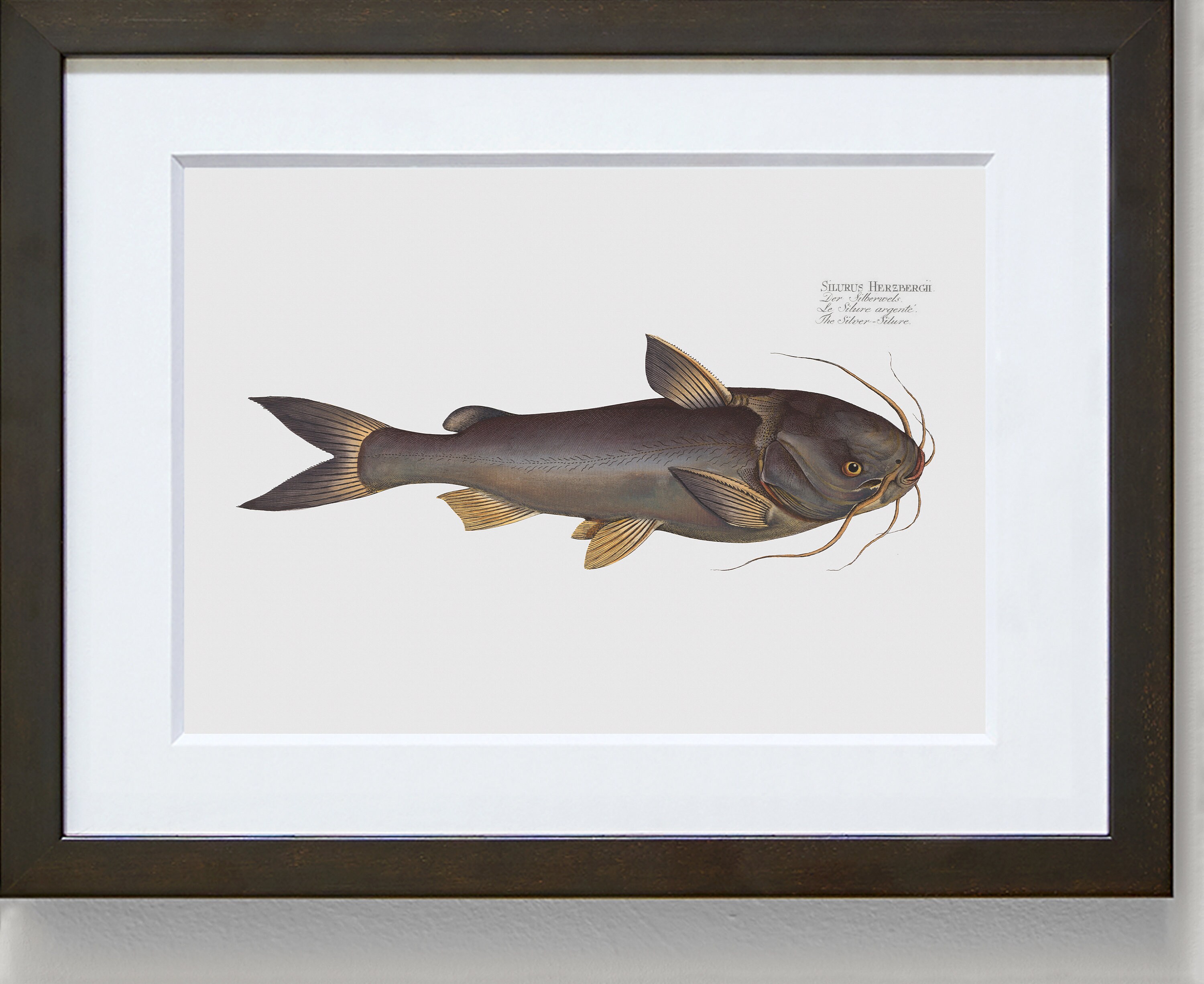 Fish Wall Art the Silver-silure Fish Fine Art Prints - Etsy