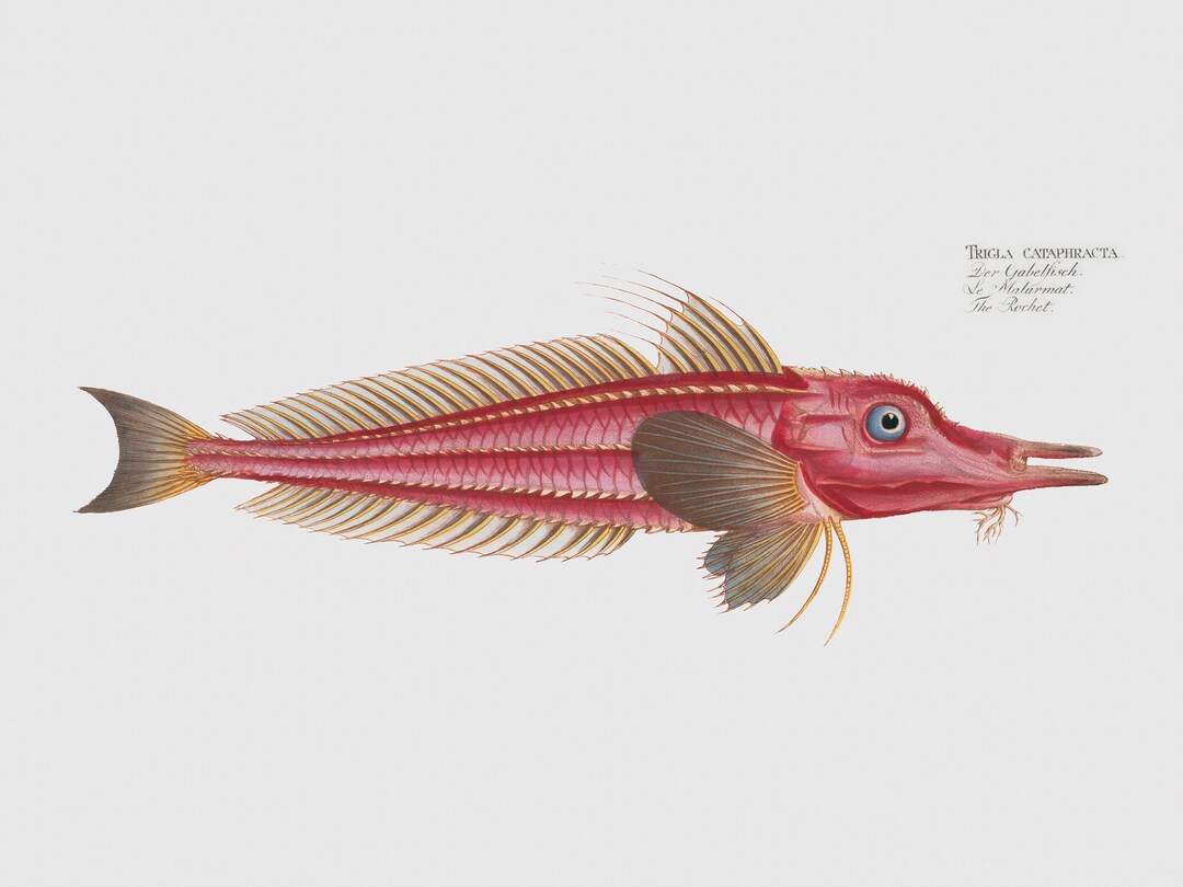 Fish Wall Art - the Rochet Fish Art Print - Trigla Cataphracta - Etsy