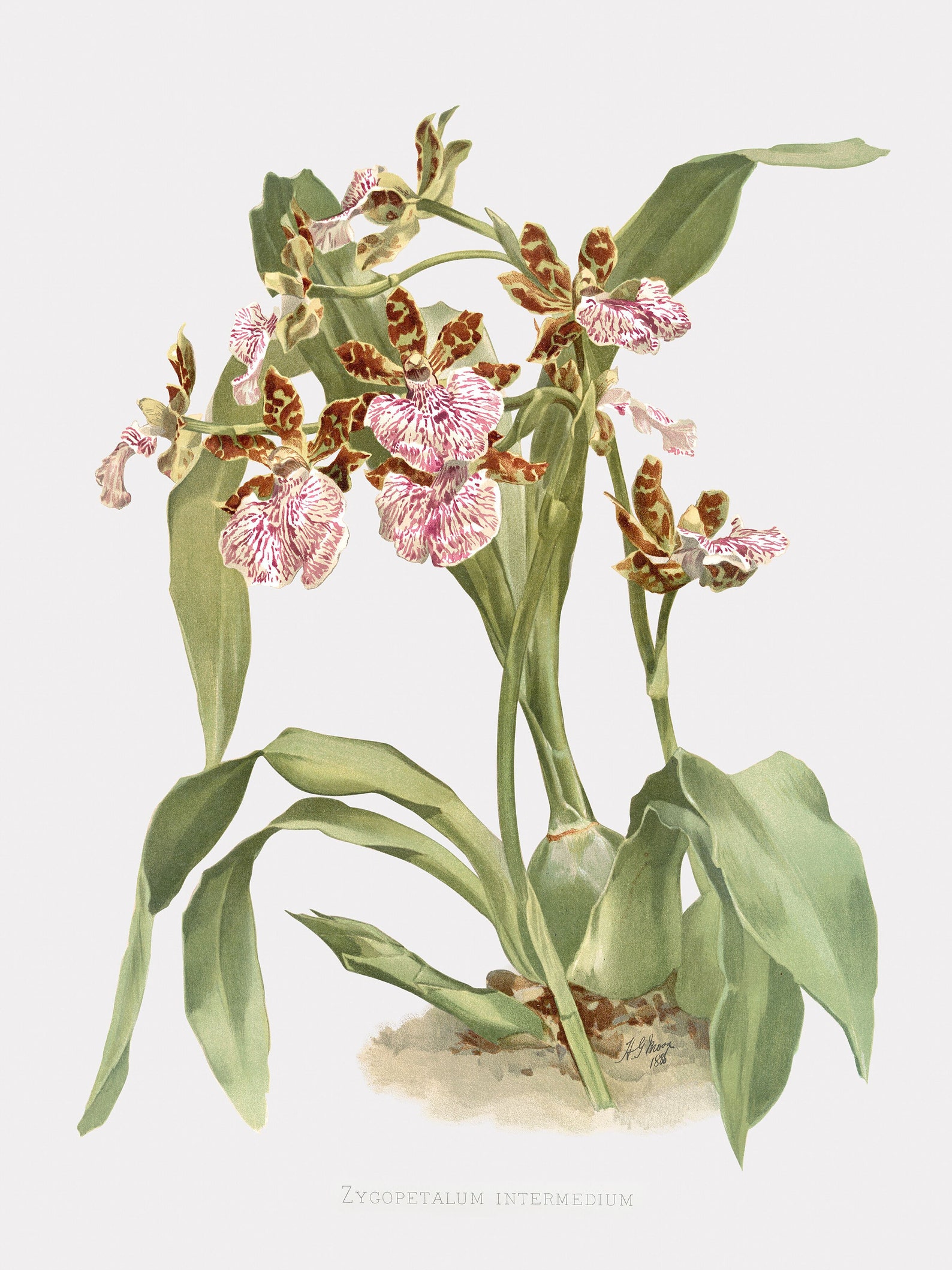 Orchid Wall Decor Orchid Art Print Orchid Flower Print - Etsy