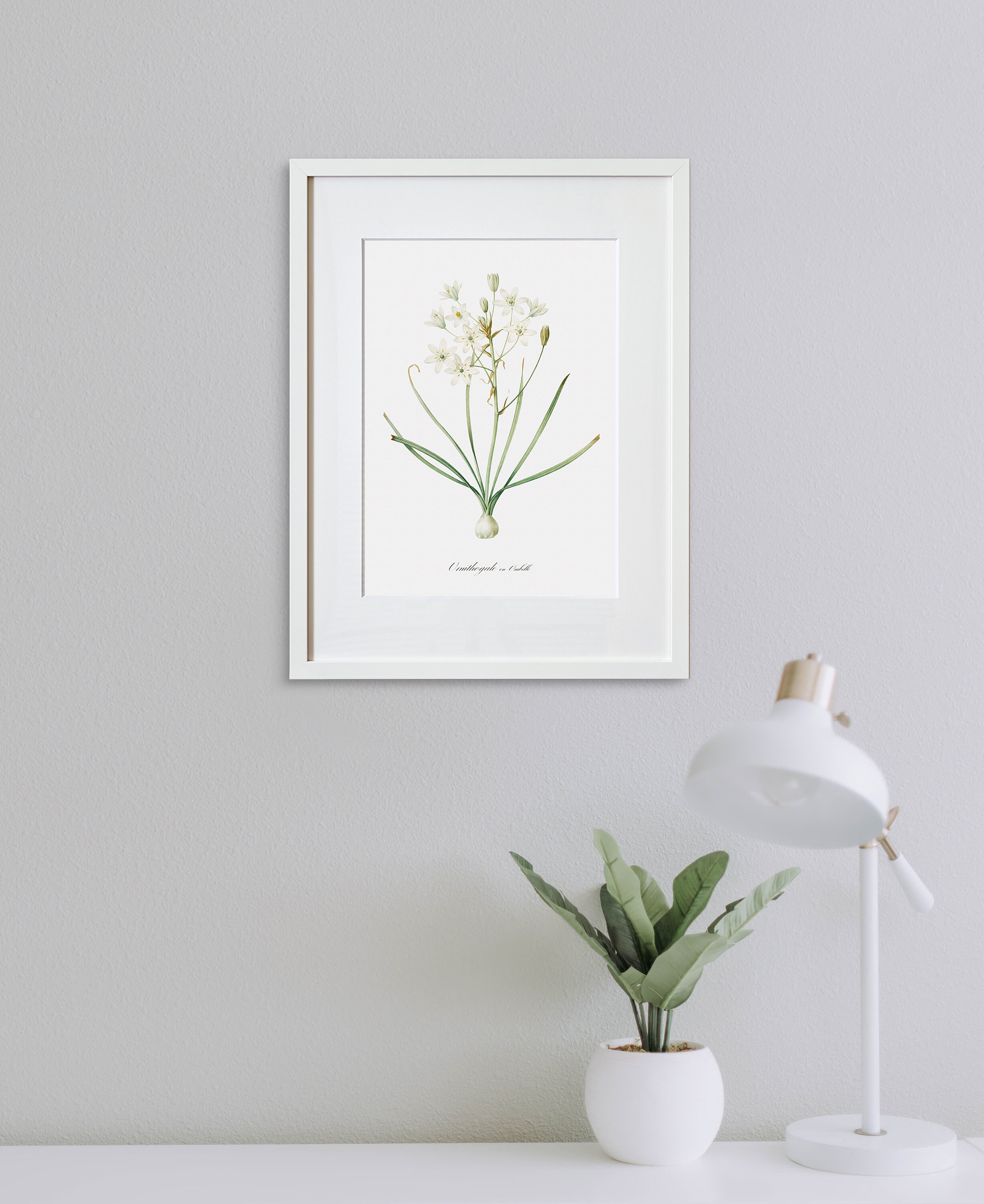 Flower Print - Floral Art - Star of Bethlehem - Botanical Fine Art ...
