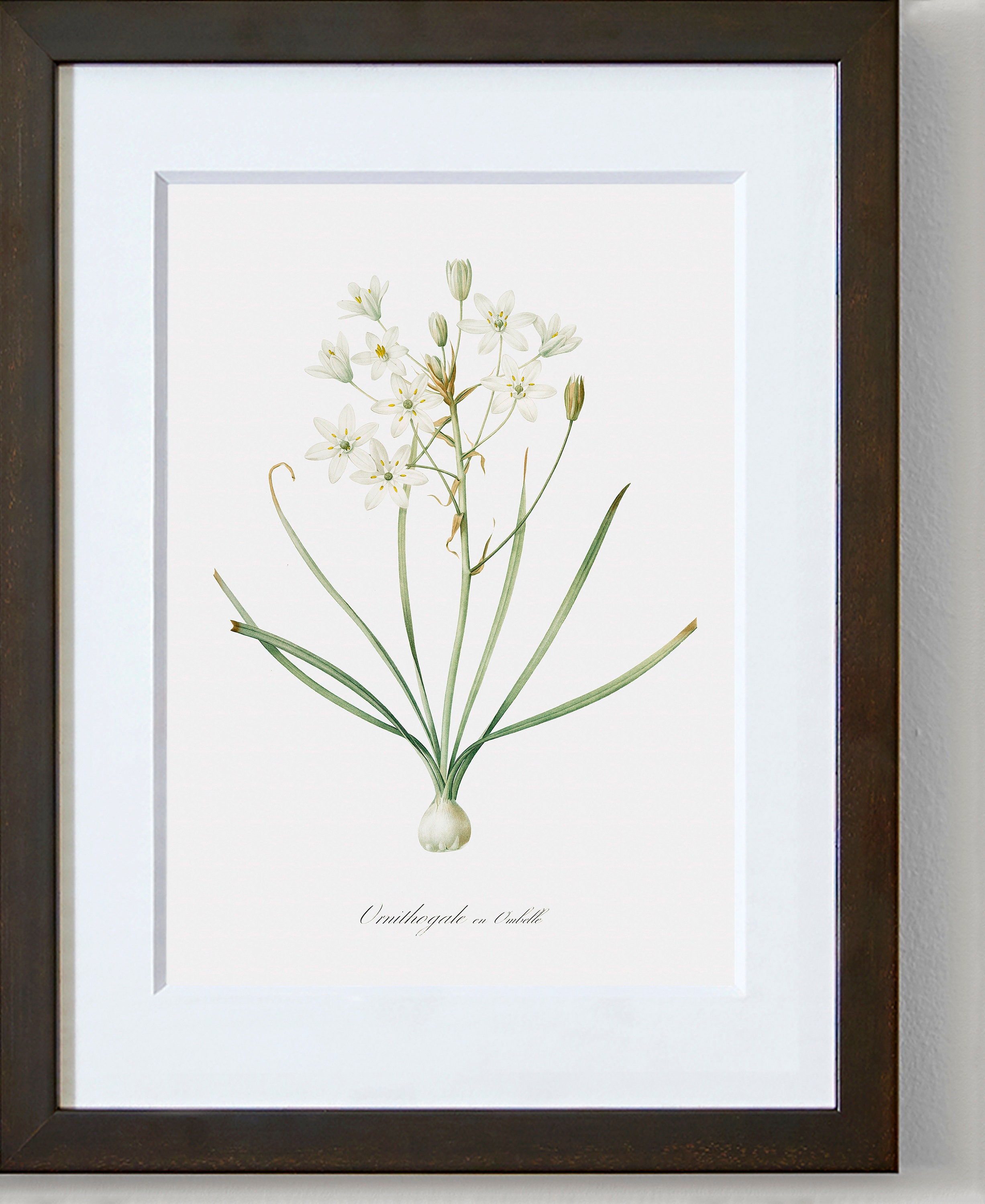 Flower Print - Floral Art - Star of Bethlehem - Botanical Fine Art ...
