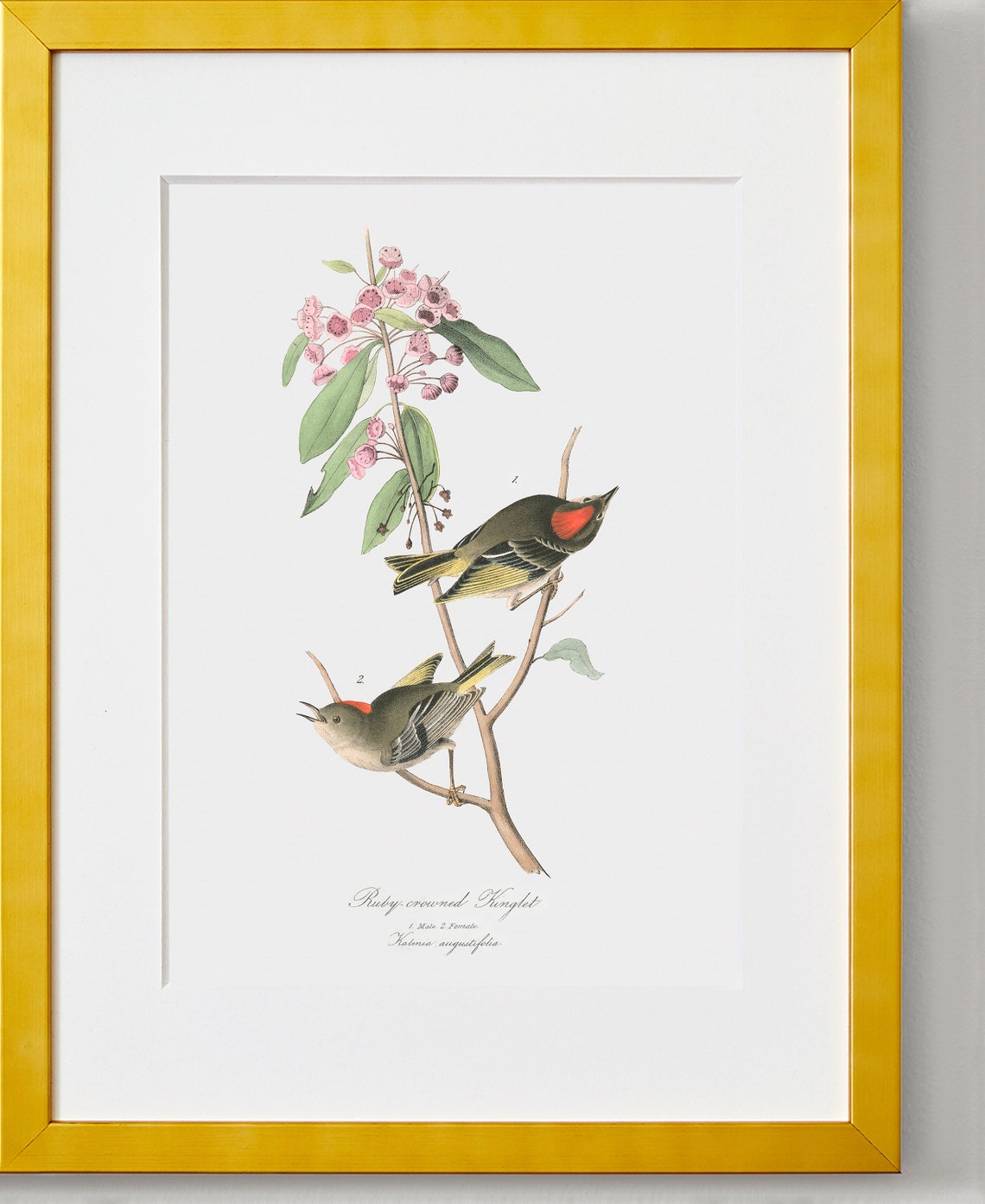 Framed Bird Wall Art Bird Fine Art Print Bird Artwork | Etsy