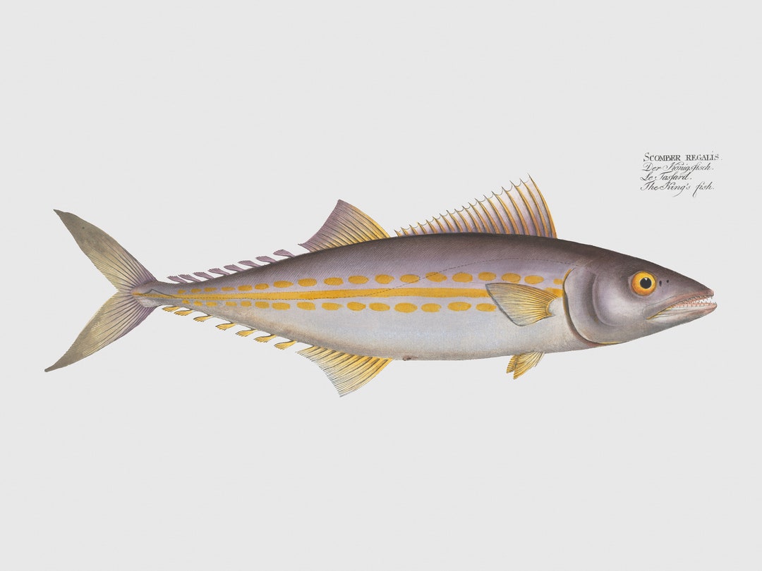 Fish Wall Art - the King's Fish - Fish Fine Art Prints - Framed Art - Etsy