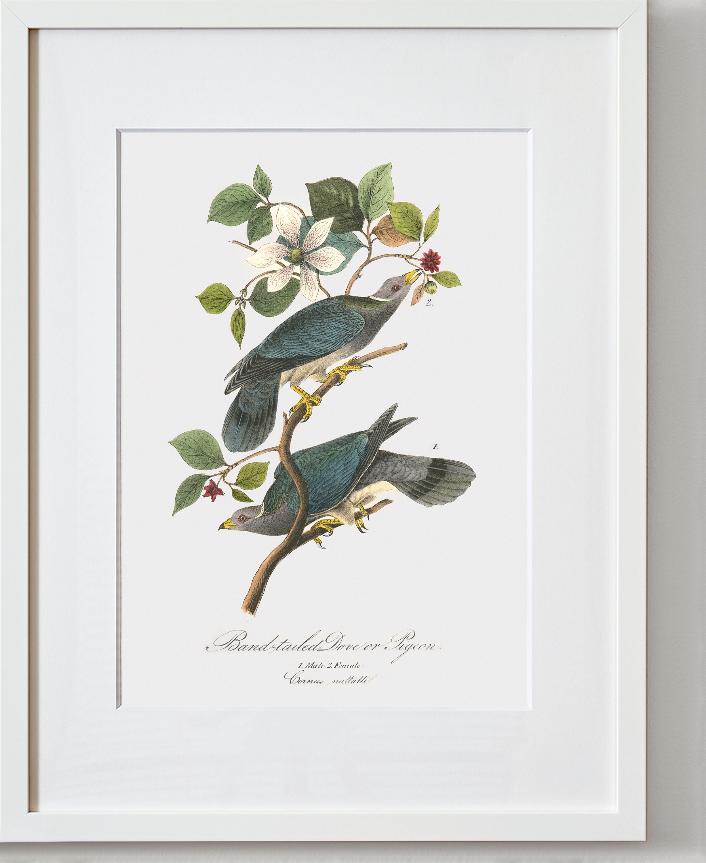 Bird Wall Art, Framed Bird Wall Art, Bird Wall Hanging, Band-tailed ...