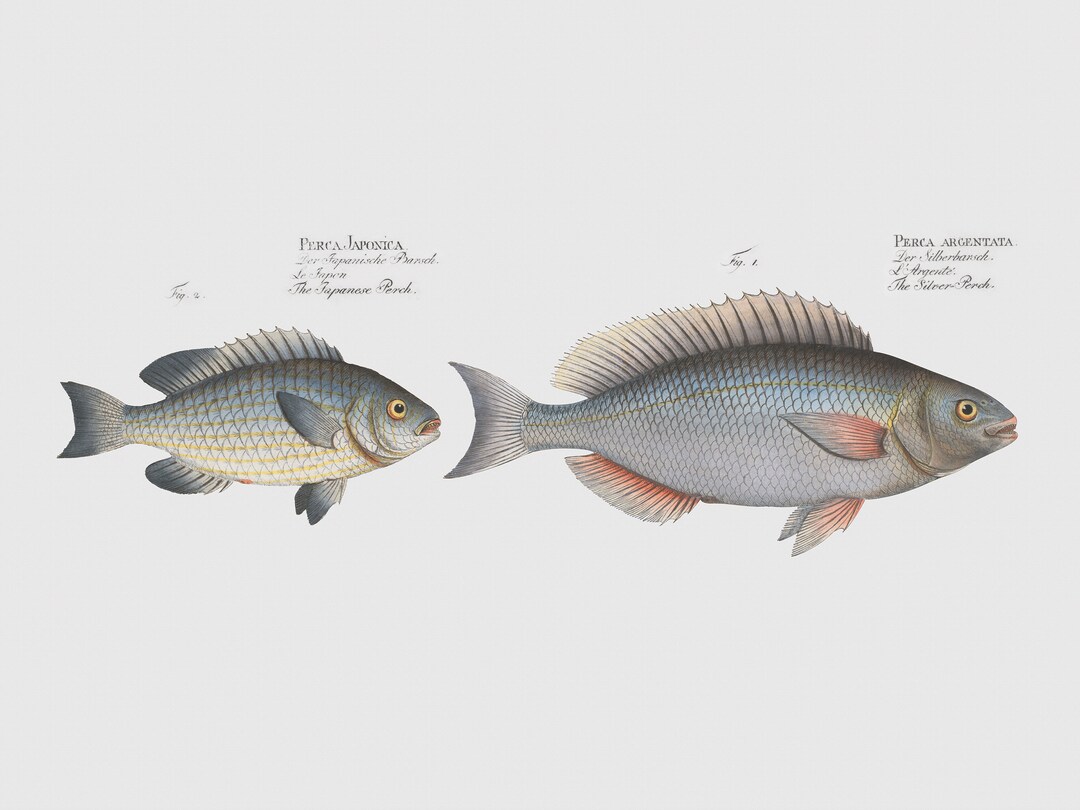 Fish Wall Art - the Silver Perch Fish Print - the Japanese Perch Fish ...