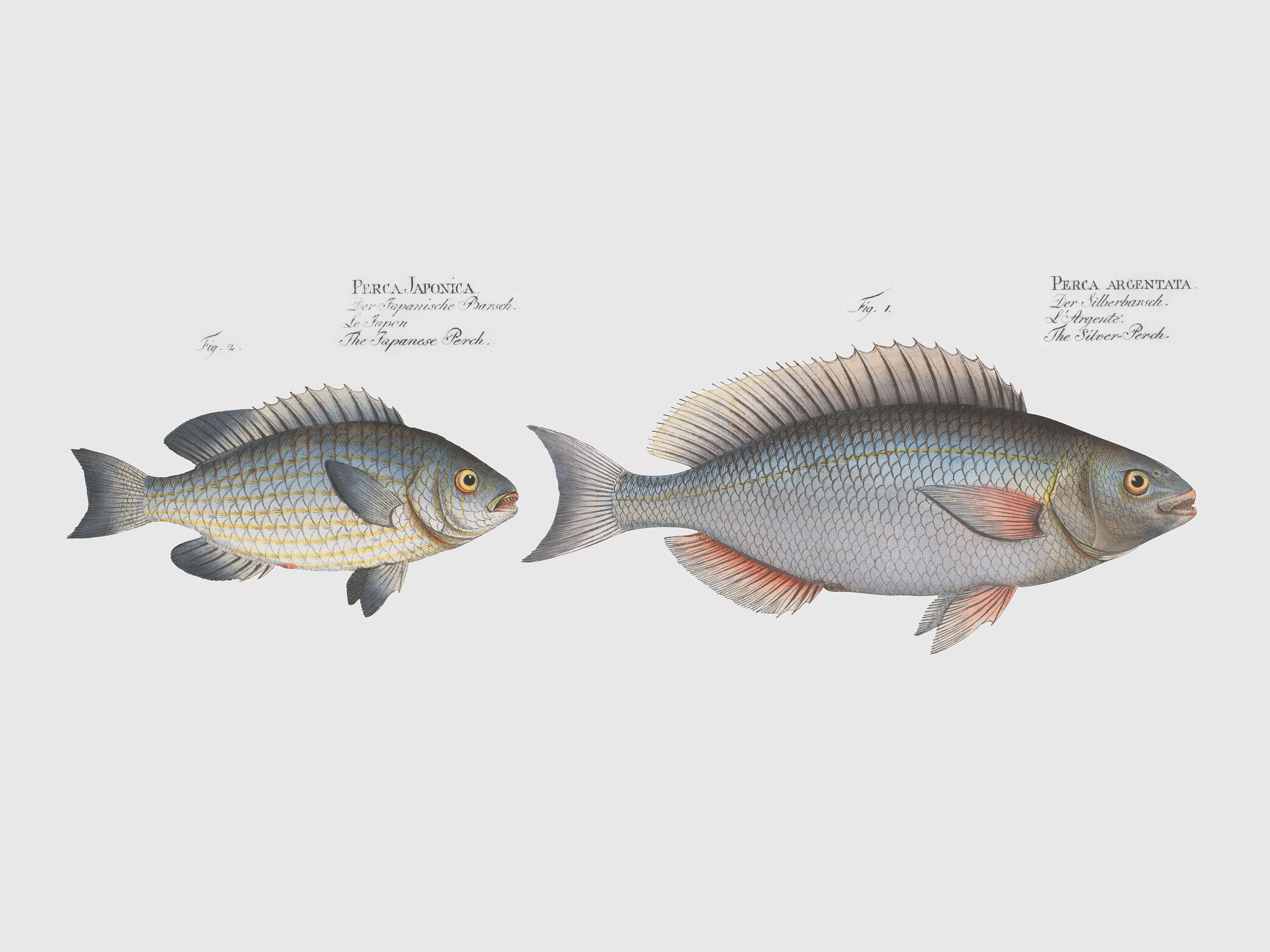 Fish Wall Art the Silver Perch Fish Print the Japanese Perch Fish Art ...