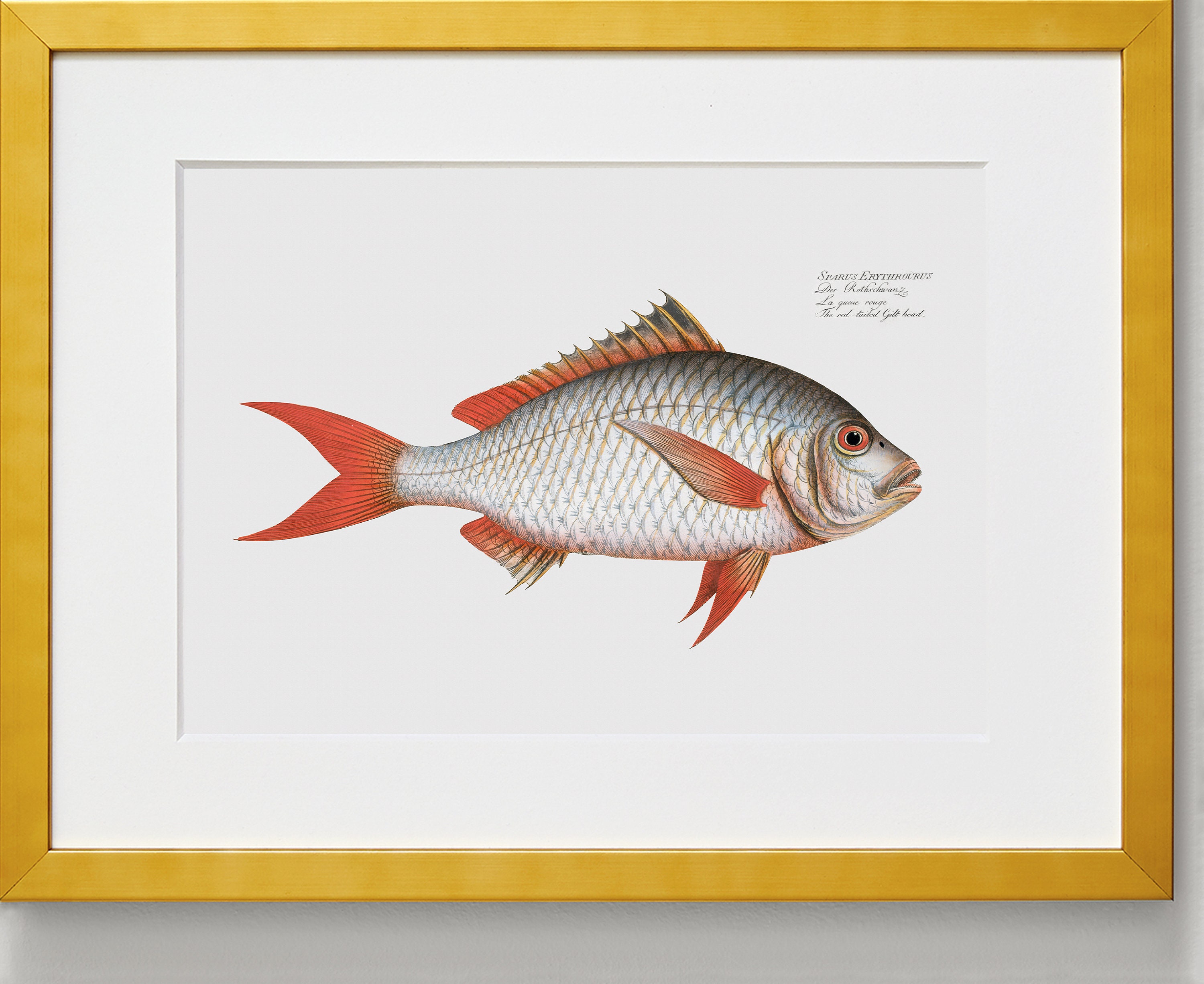 Fish Wall Art the Red-tailed Gilt-head Fish Fine Art - Etsy