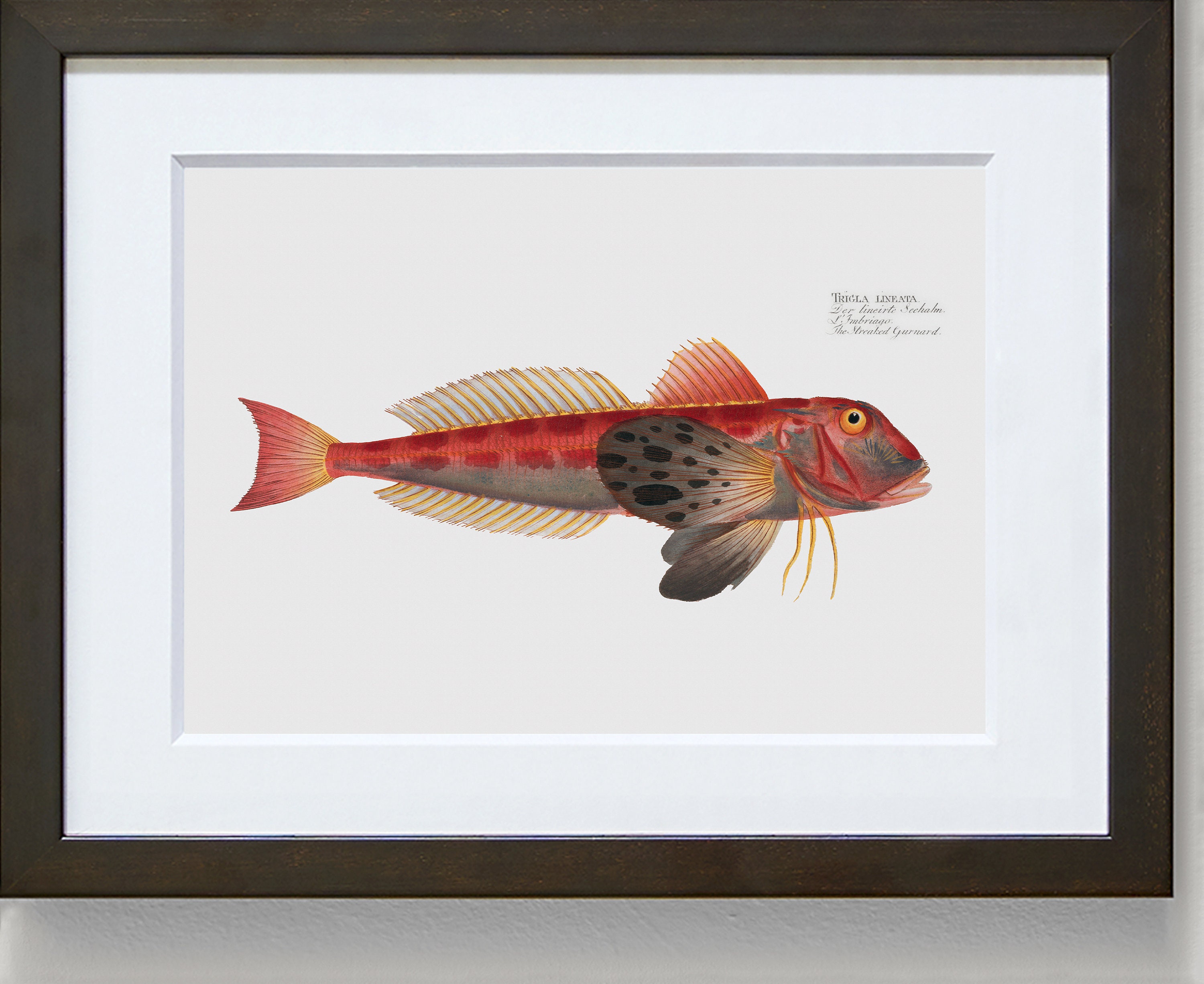Fish Wall Art - the Streaked Gurnard - Fish Fine Art Prints - Framed ...