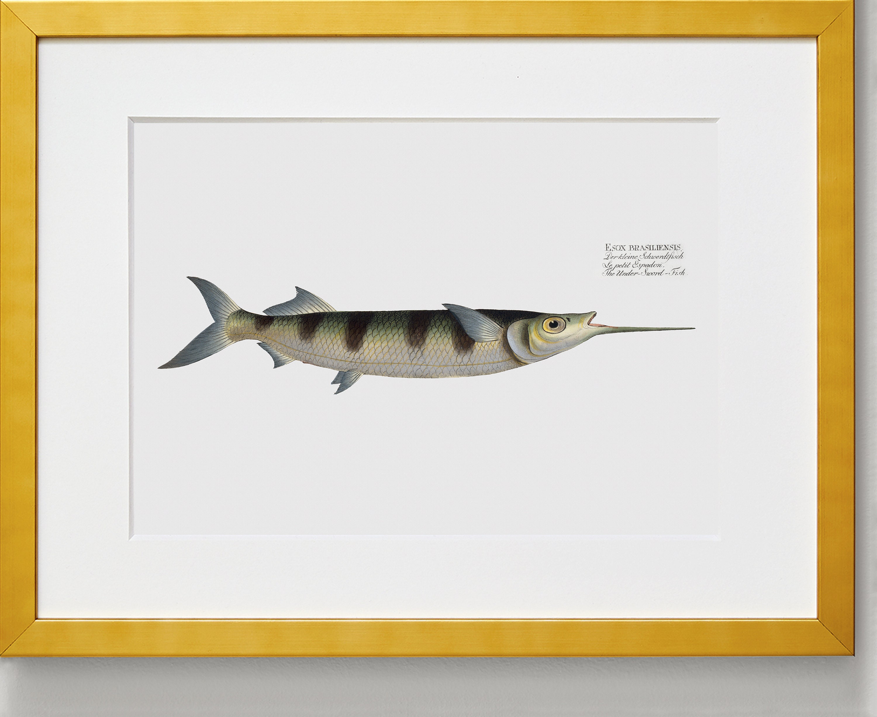 Fish Wall Art - the Under-sword-fish - Fish Fine Art Prints - Framed ...