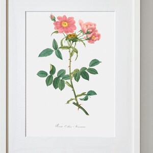 Rose Art Print - Floral Art - Lady Monson's Rose - Rosa Collina ...