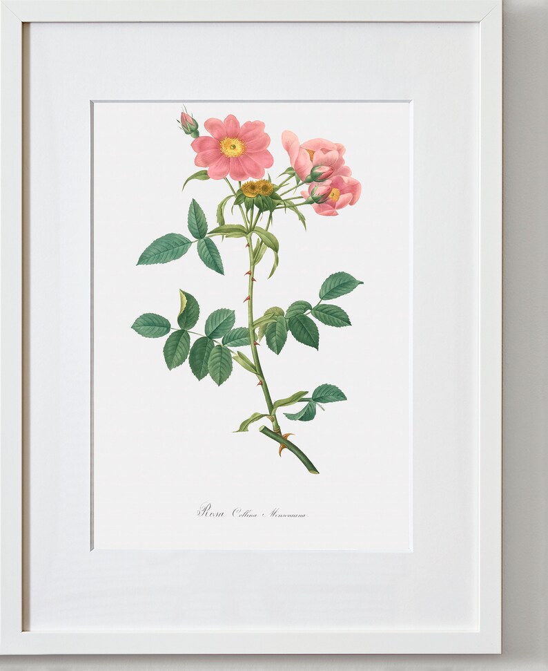 Rose Art Print - Floral Art - Lady Monson's Rose - Rosa Collina ...