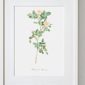 Rose Wall Art - Rose Fine Art Print - Rosa Montezuma - Floral Artwork ...