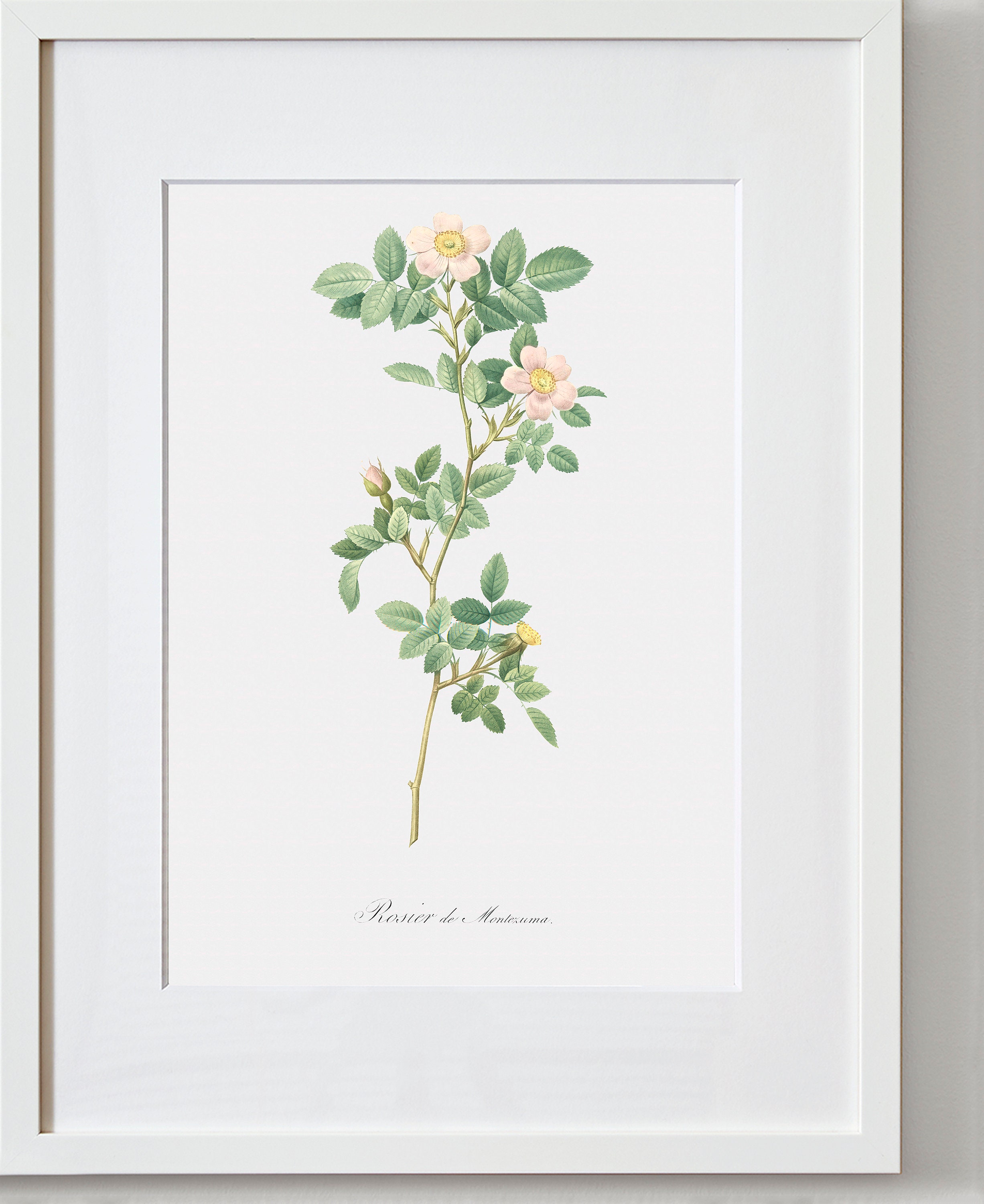 Rose Wall Art Rose Fine Art Print Rosa Montezuma Floral Artwork - Etsy