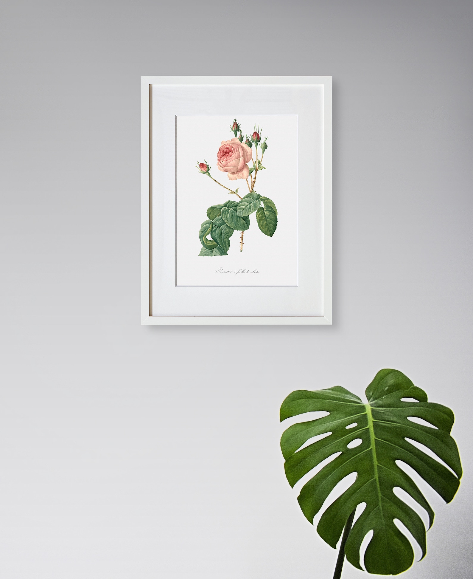 Rose Art Print - Floral Art - Lettuce-leaved Rose - Rosa Centifolia ...