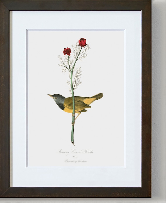 Bird Art Framed Bird Wall Art Bird Wall Hanging Framed Bird - Etsy