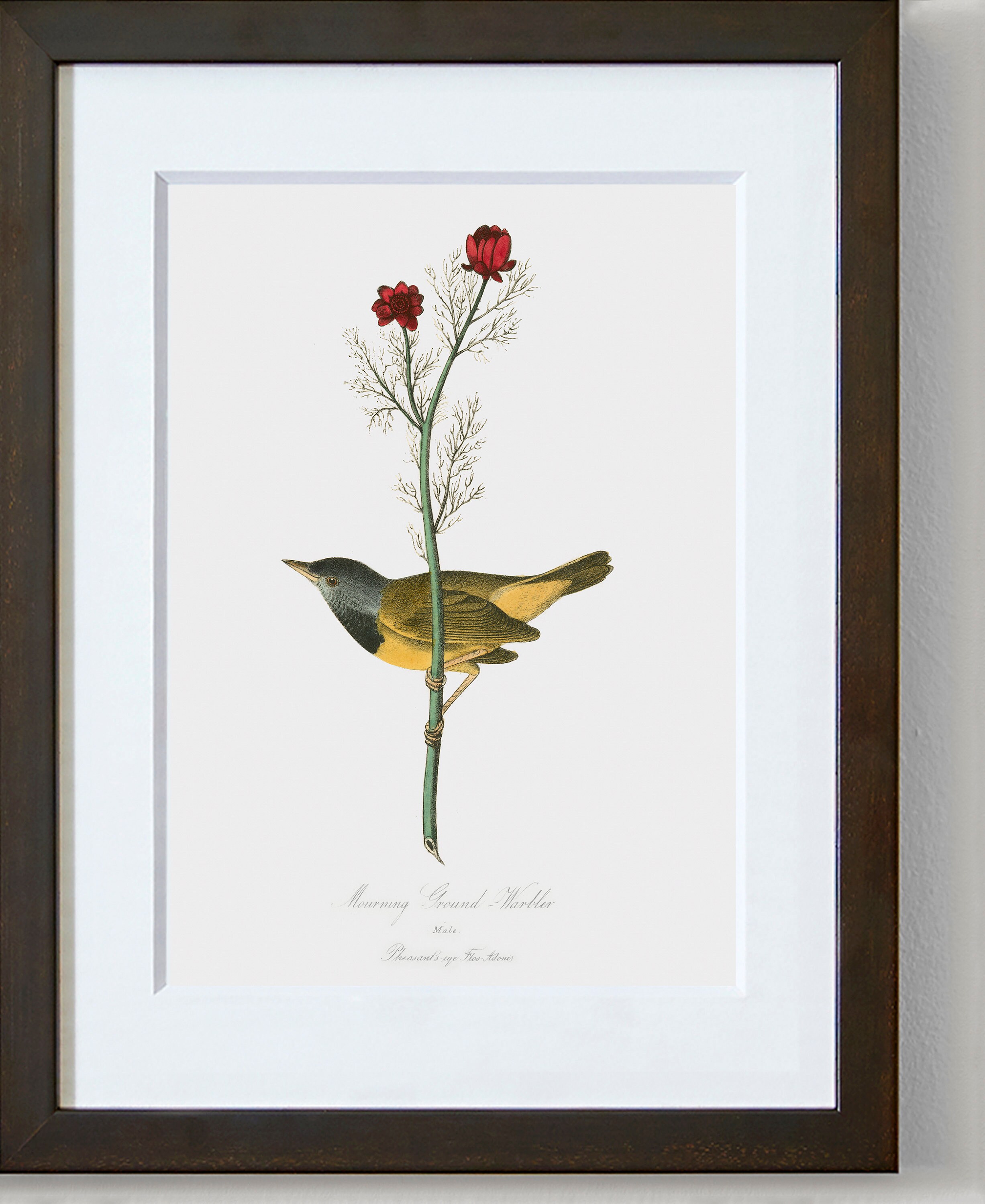 Bird Art, Framed Bird Wall Art, Bird Wall Hanging, Framed Bird Art ...