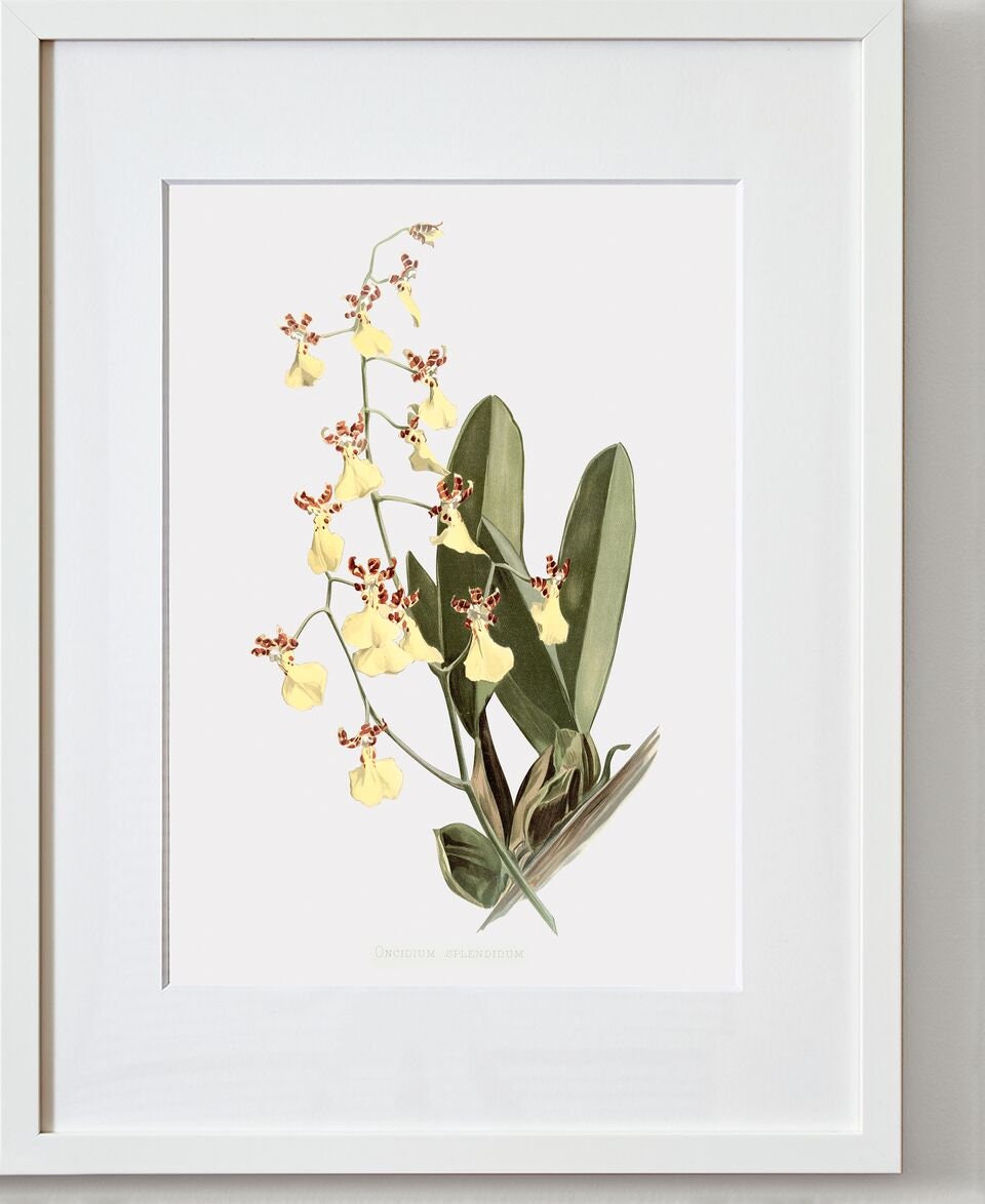 Orchid Wall Art Orchid Art Framed Flower Art Oncidium | Etsy