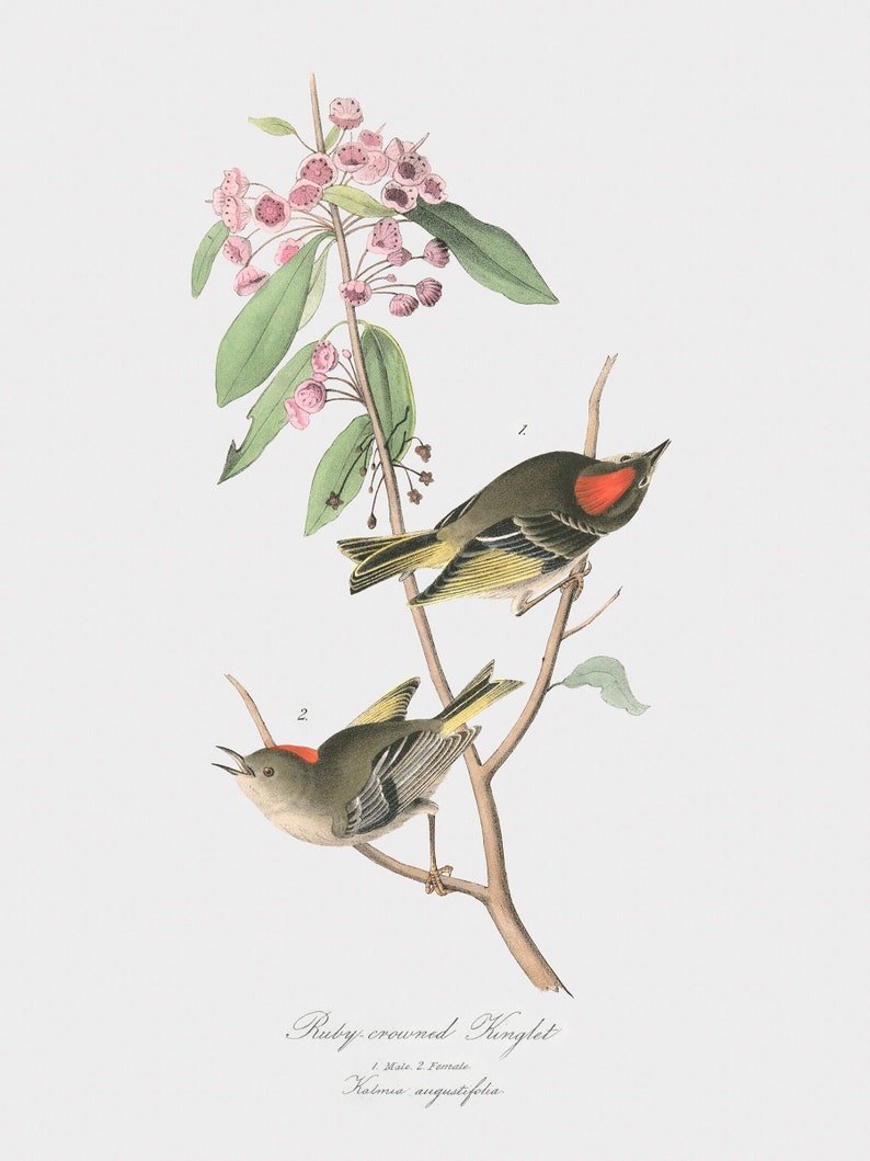 Framed Bird Wall Art - Bird Fine Art Print - Bird Artwork - Ruby ...