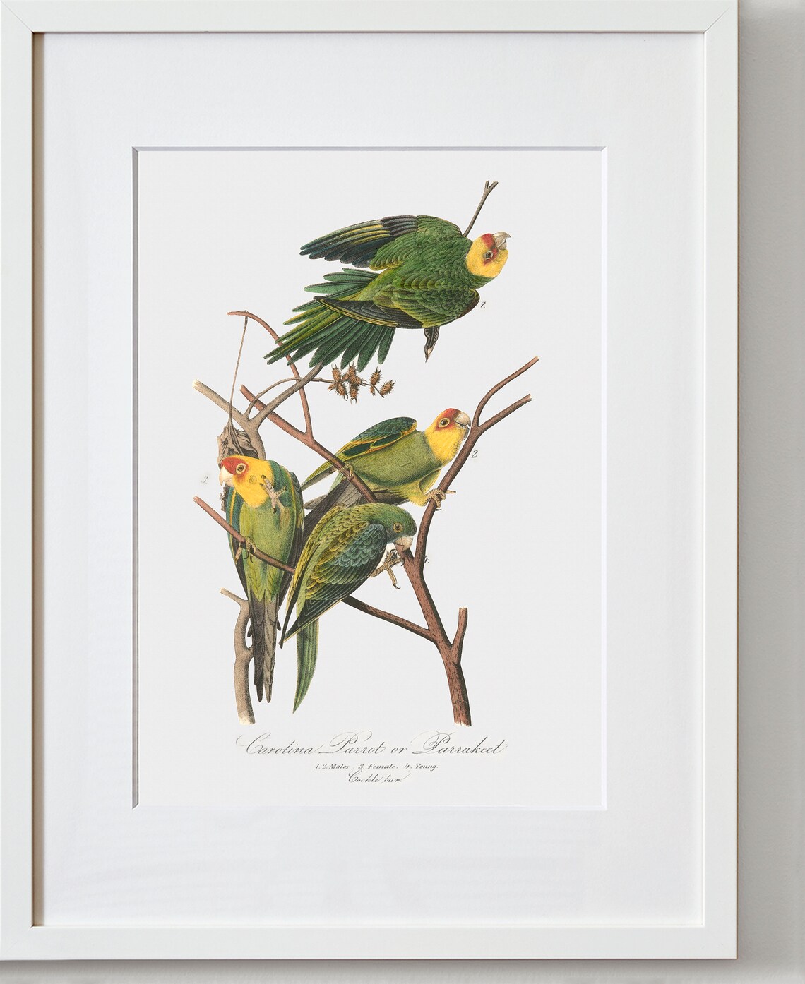 Bird Wall Art Print Framed Bird Wall Art Cute Bird Art - Etsy