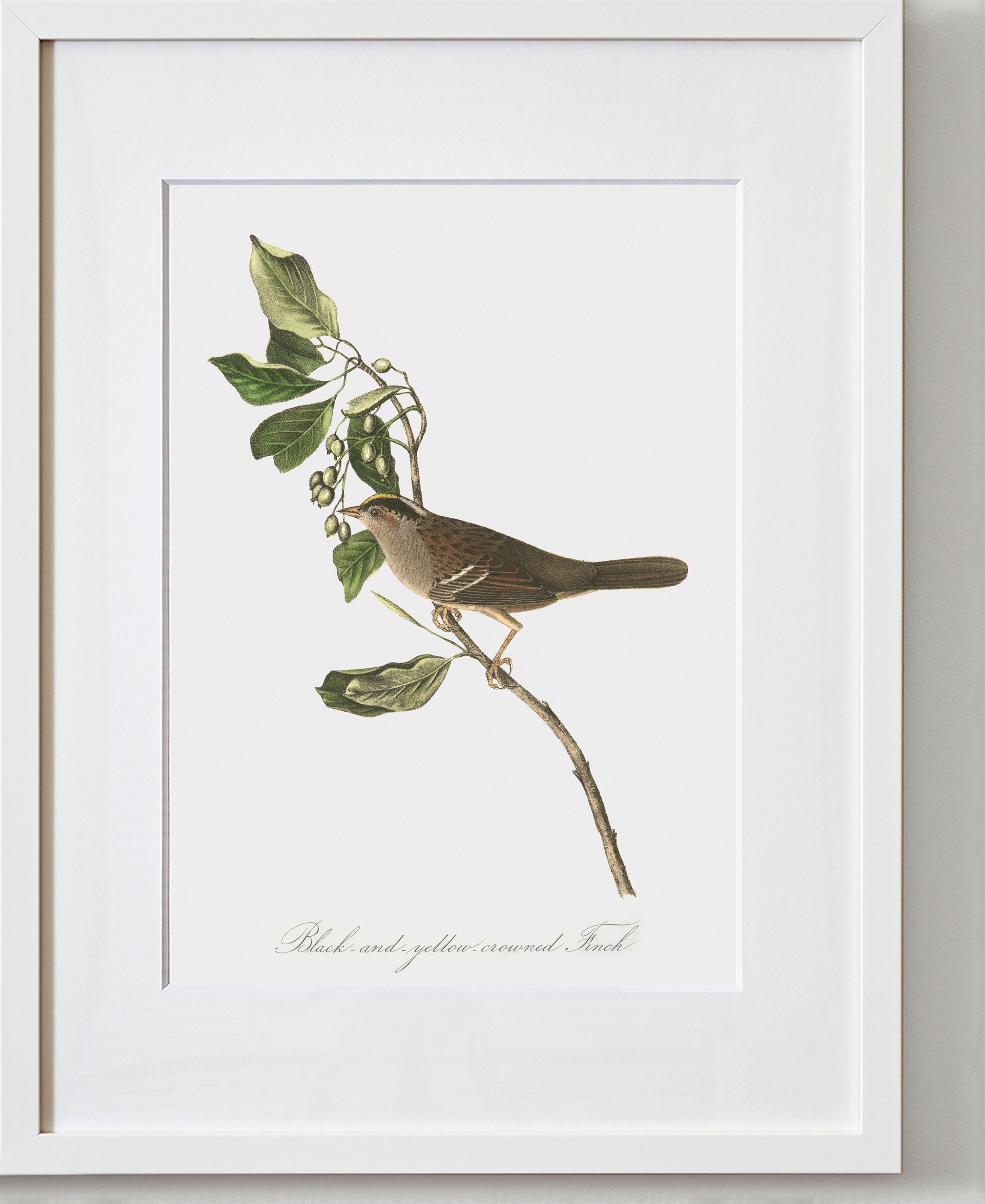 Bird Wall Art - Bird Art Print - Bird Illustration - Bird Lover Gift ...