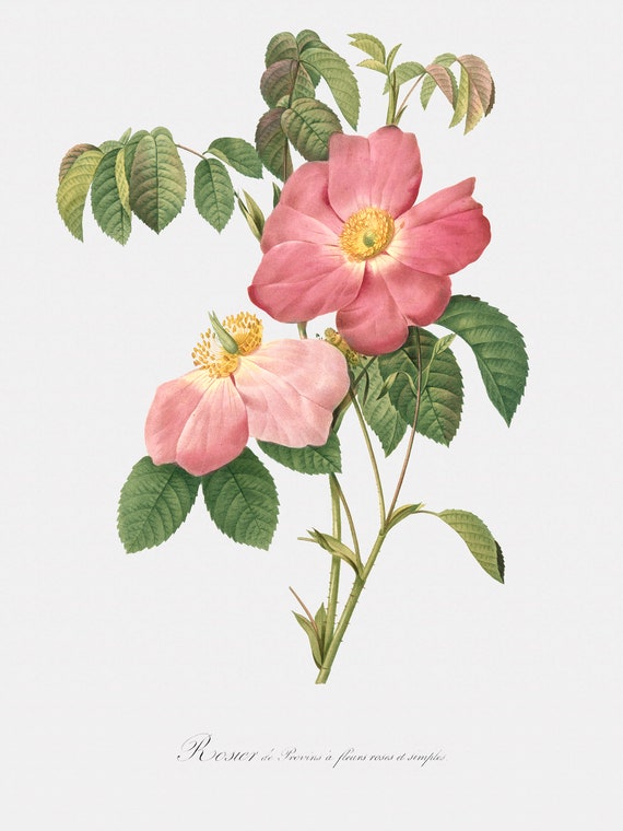 Rose Art Print Floral Art Apothecary Rose Rosa Gallica | Etsy