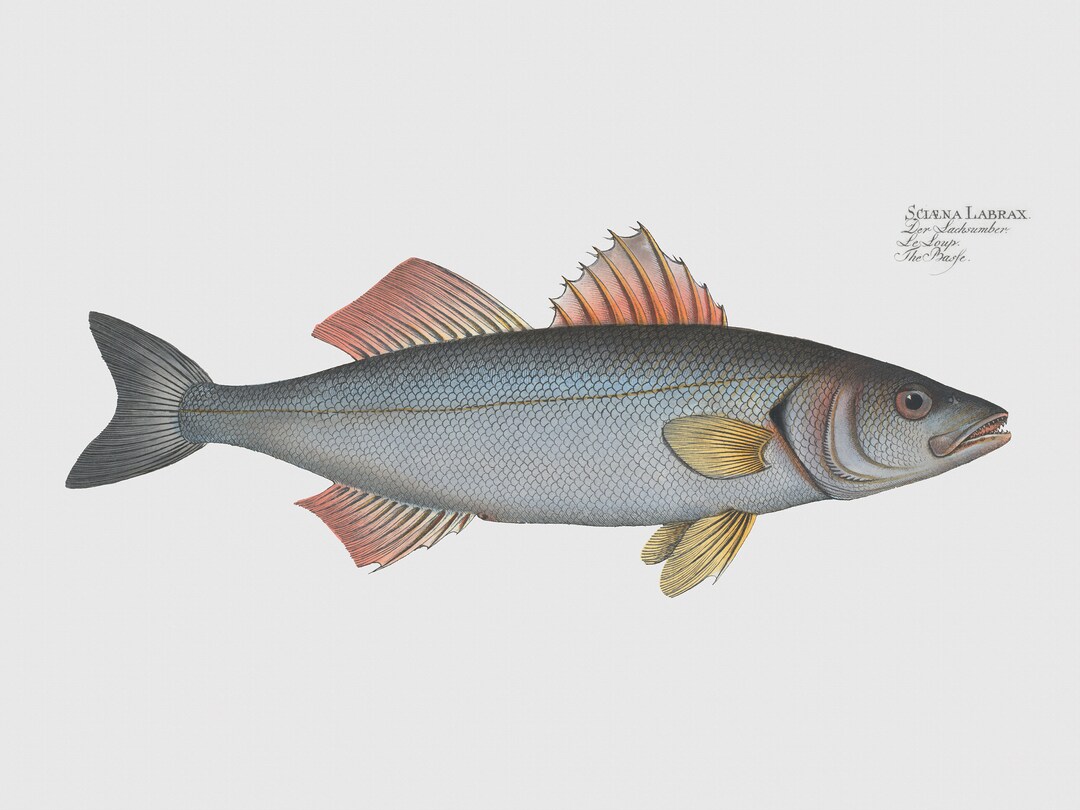 Fish Wall Art - the Basse-fish Artwork - Sciaena Labrax - Etsy