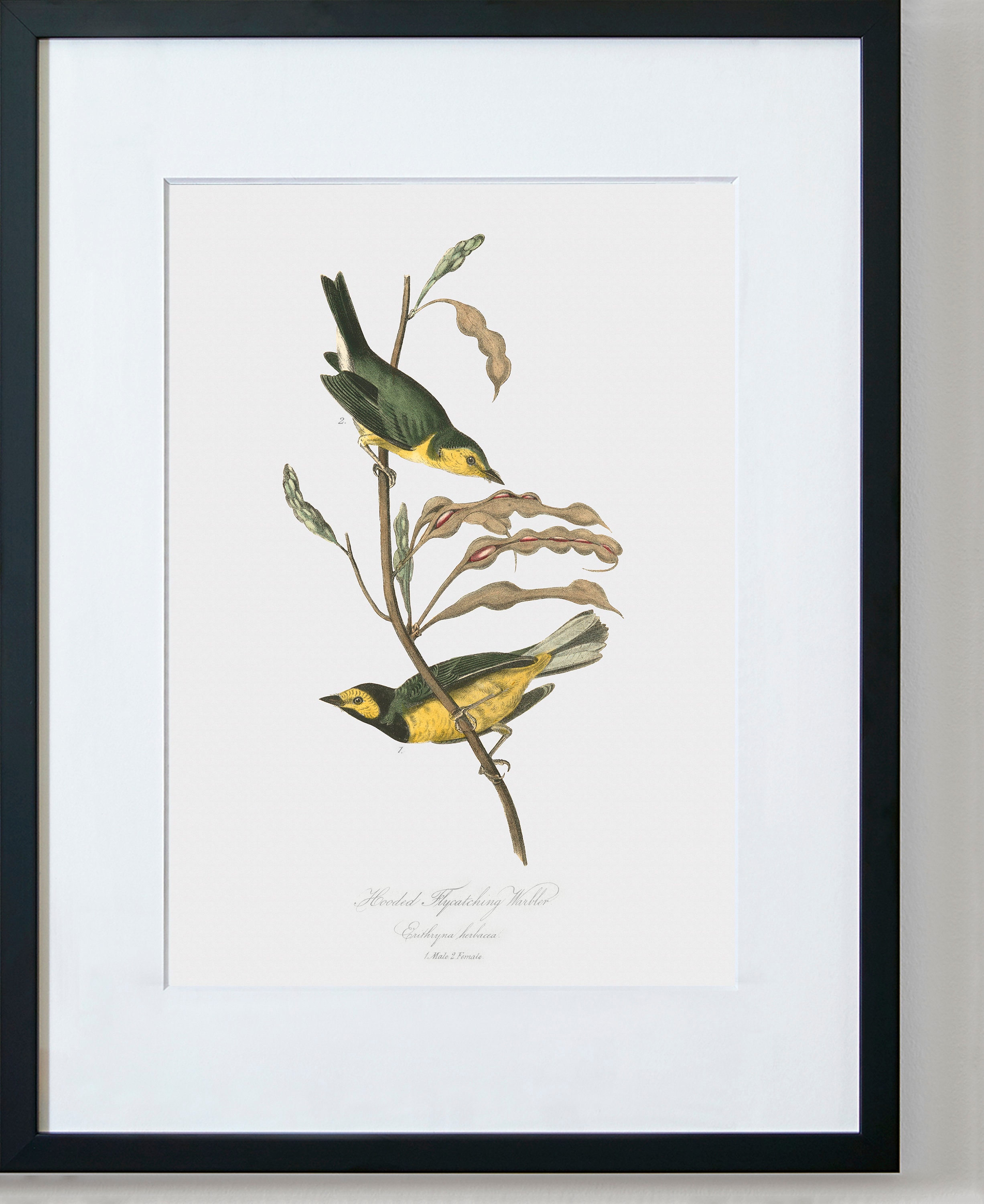 Bird Wall Art Framed Bird Wall Art Bird Wall Hanging Hooded - Etsy