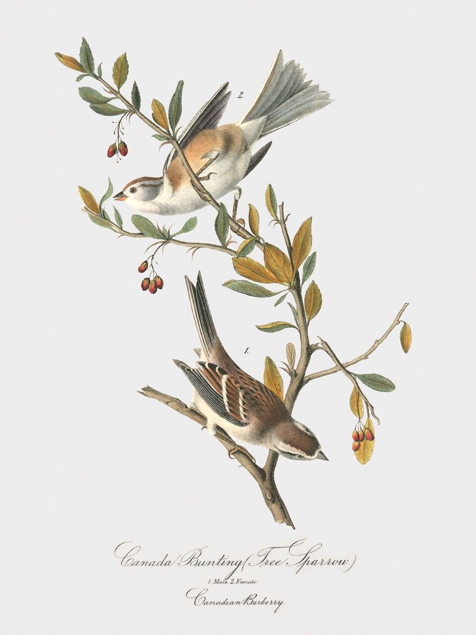 Bird Wall Art Bird Fine Art Print Framed Bird Wall Art | Etsy