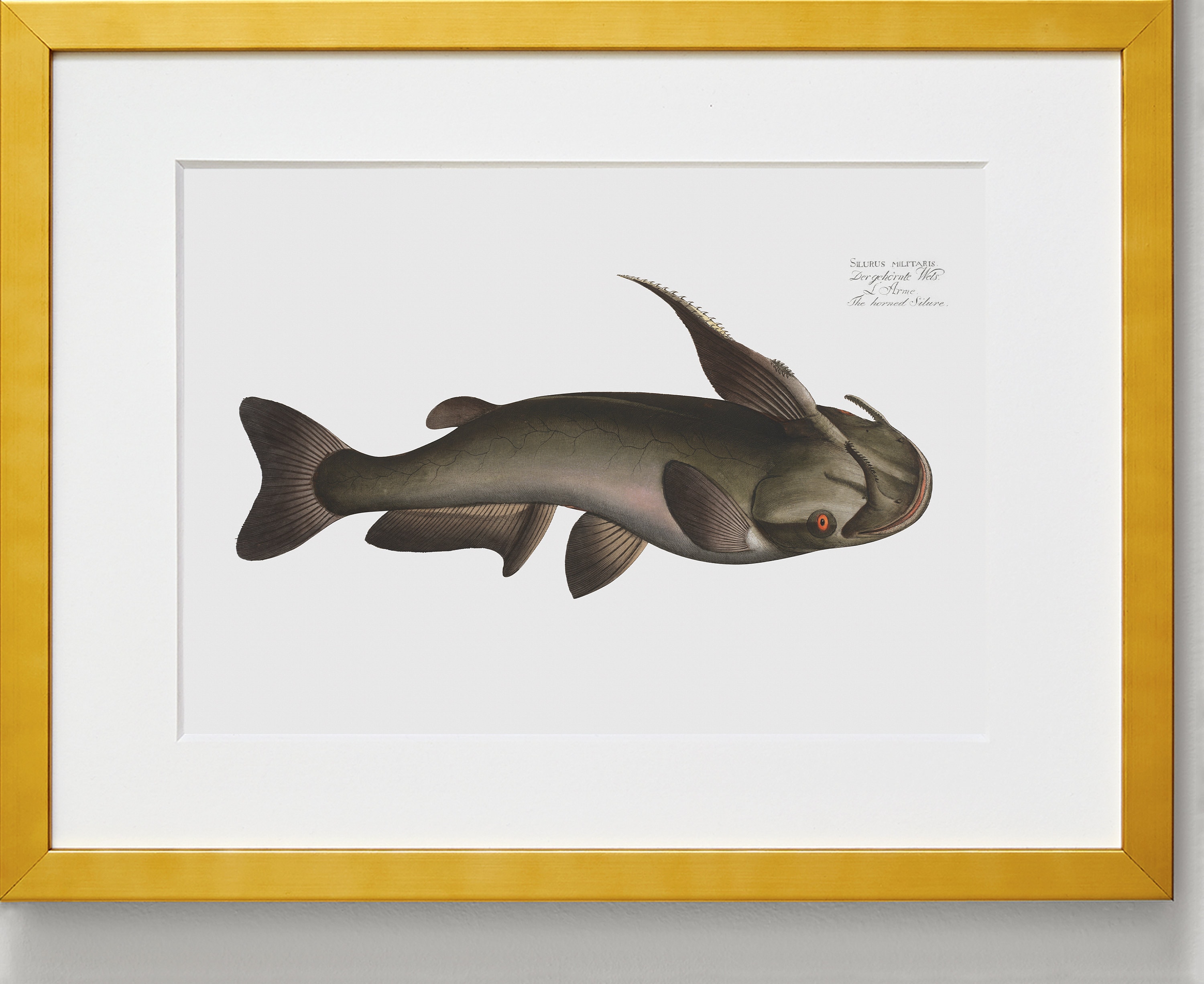 Fish Wall Art the Horned Silure-fish Art Silurus Militaris - Etsy