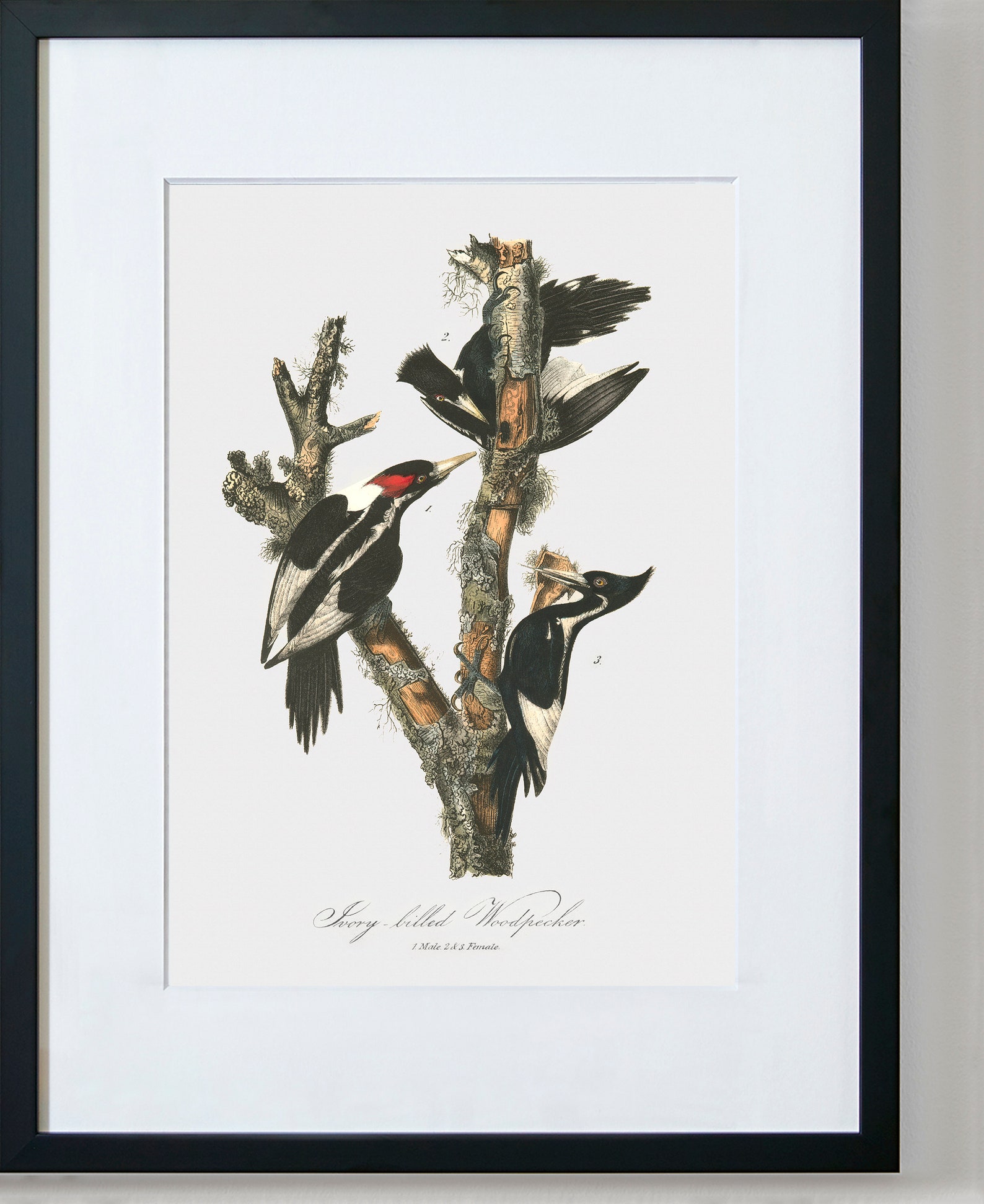 Bird Fine Art Print - Bird Wall Art - Bird Illustration - Bird Wall ...