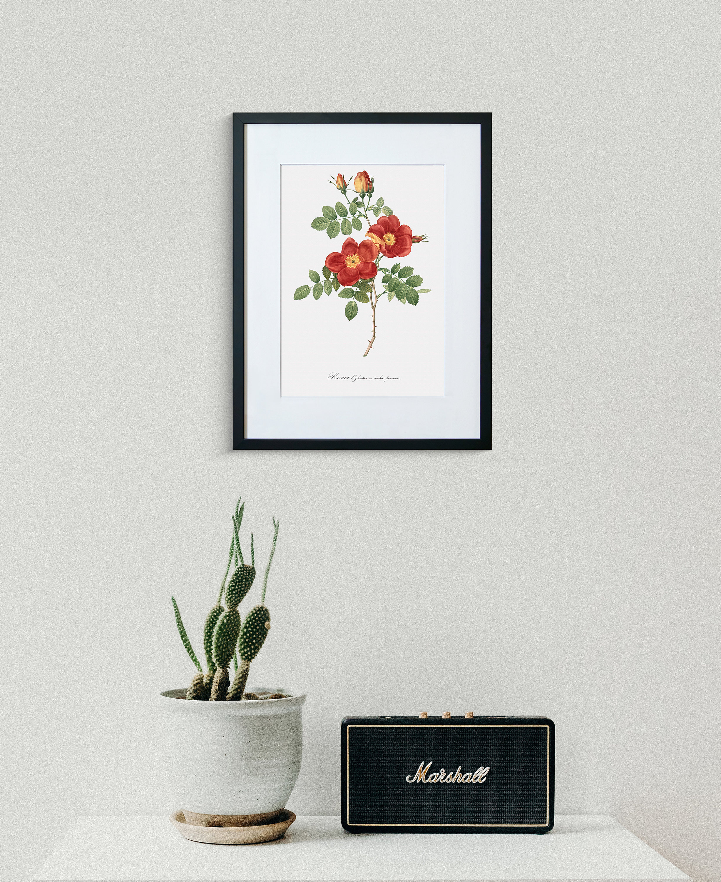 Rose Art Print - Floral Art - Austrian Copper Rose - Rosa Eglanteria ...