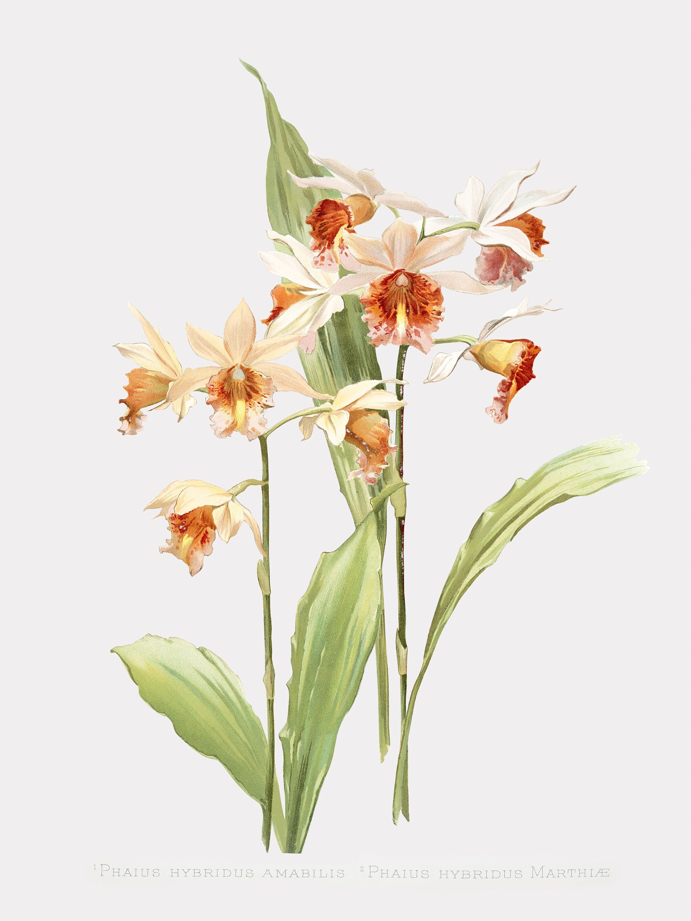 Orchid Art Floral Wall Art Decor Framed Flower Wall Art - Etsy