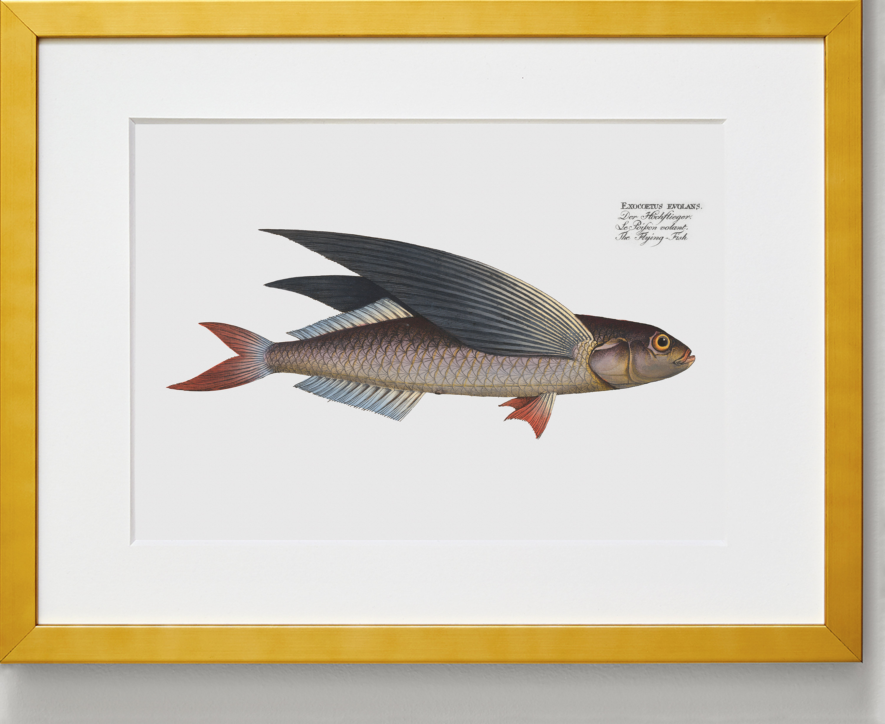 Fish Wall Art Print the Flying-fish Framed Art Fish - Etsy