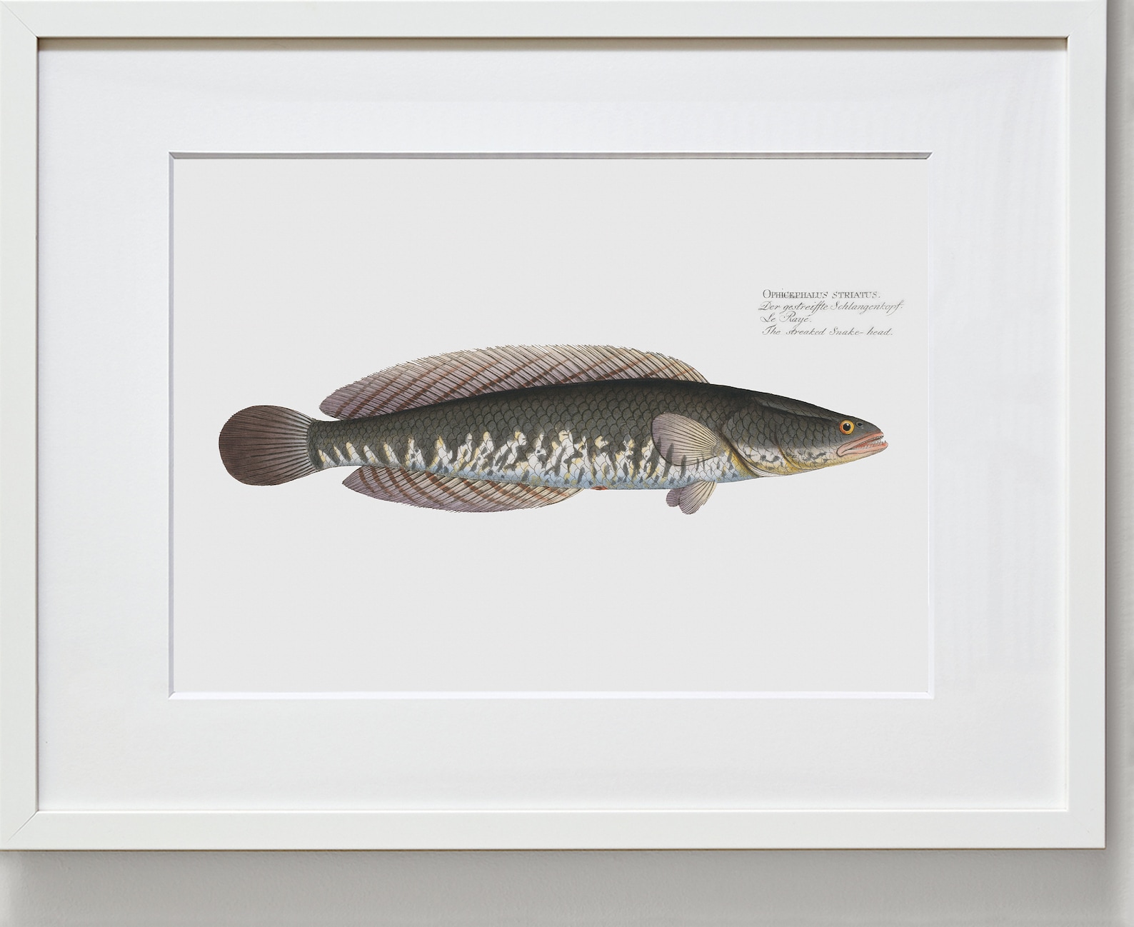 Fish Wall Art the Streaked Snake-head-fish Art Ophicephalus Striatus - Etsy