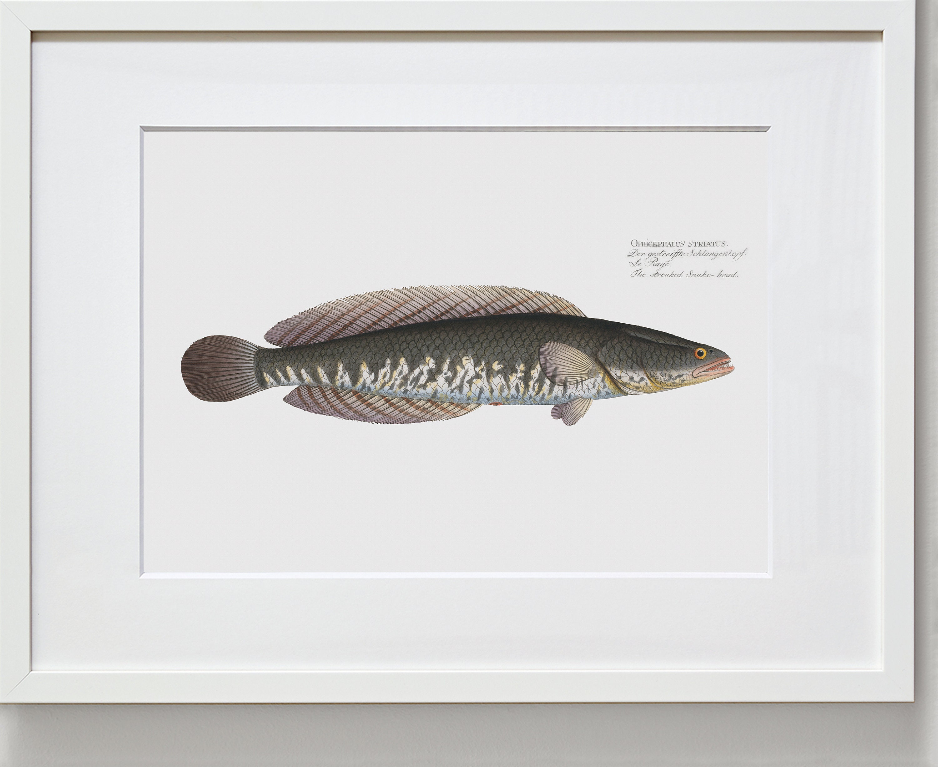 Fish Wall Art The Streaked Snake-Head-Fish Art - Etsy France