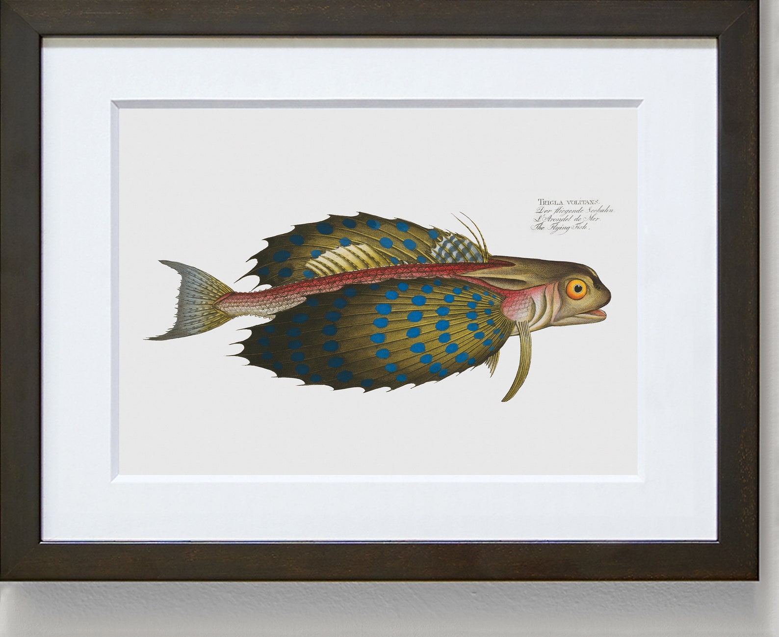 Fish Wall Art the Flying Fish Wall Hanging Trigla Volitans - Etsy