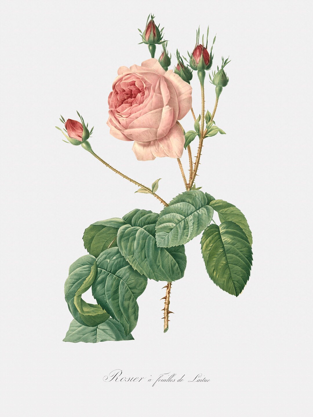 Rose Art Print - Floral Art - Lettuce-leaved Rose - Rosa Centifolia ...