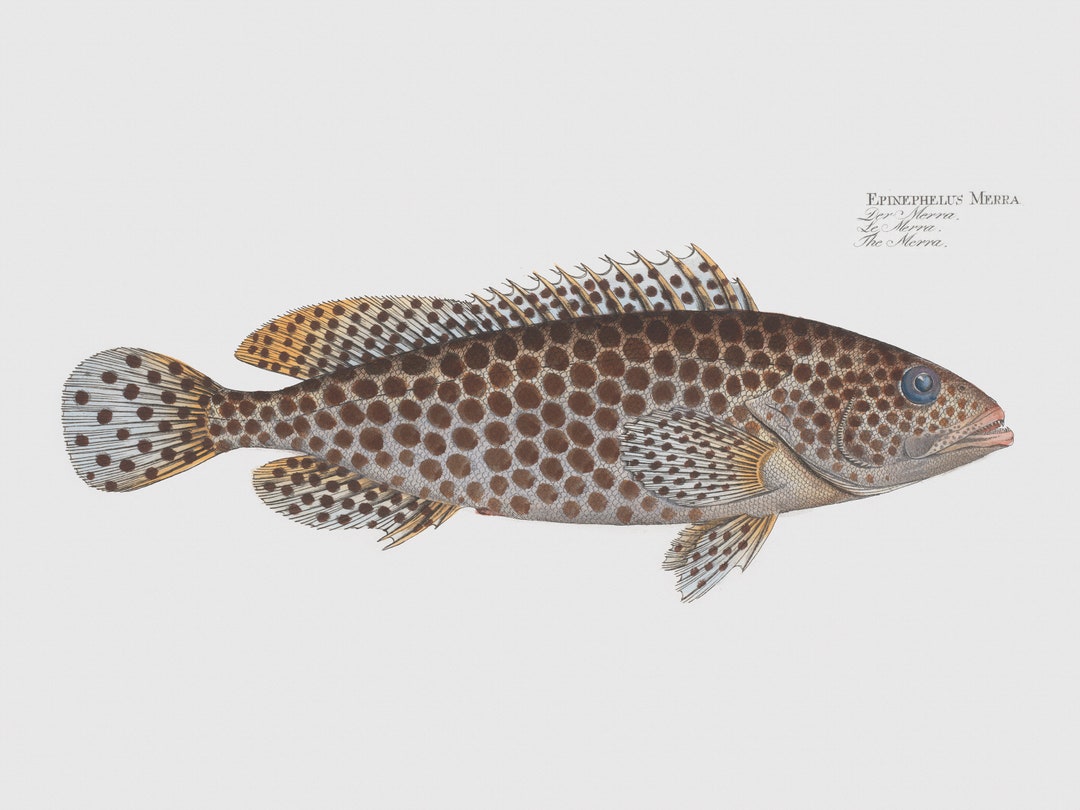 Fish Wall Art Print - the Merra-fish Art - Epinephelus Merra - Etsy