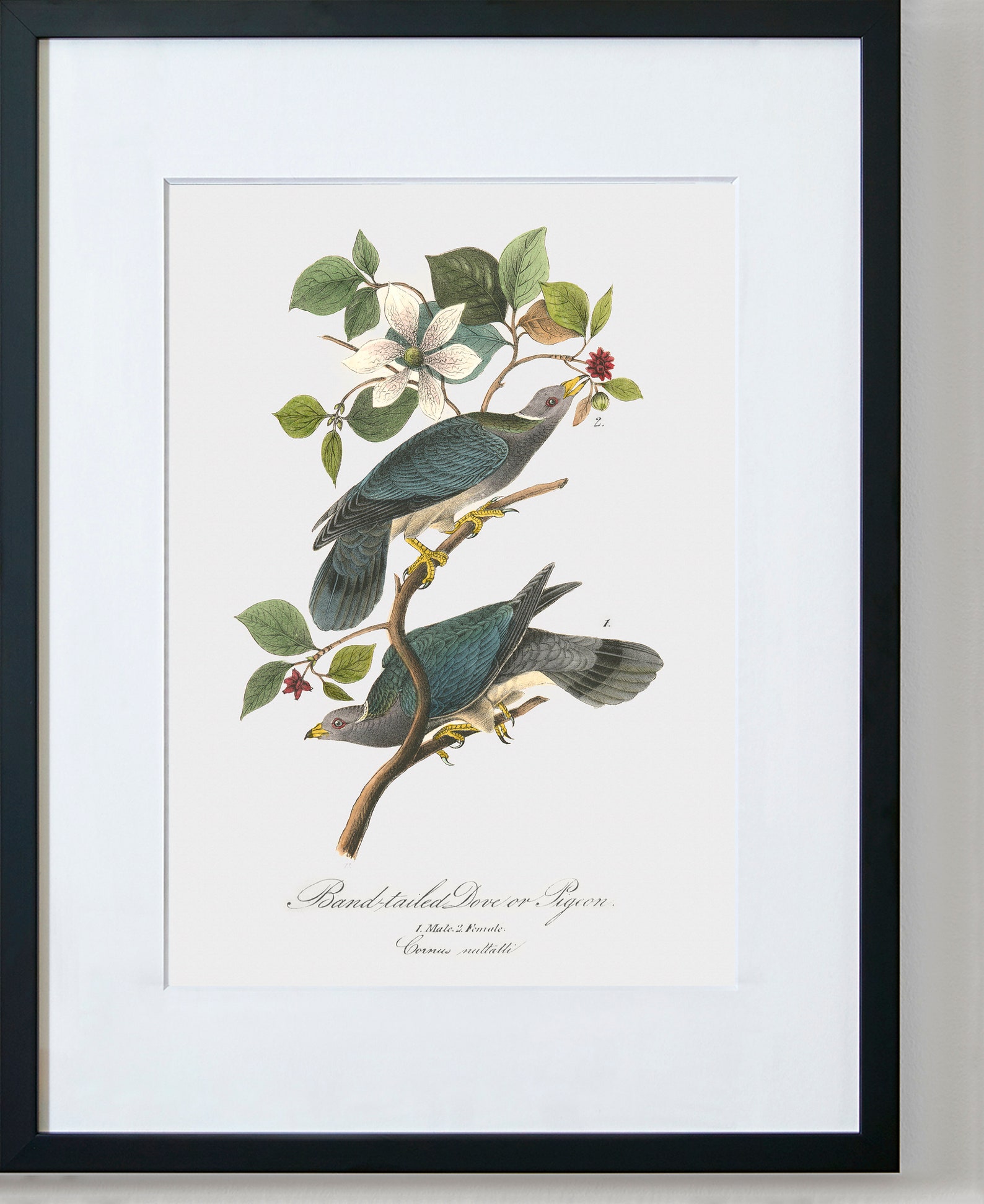 Bird Wall Art, Framed Bird Wall Art, Bird Wall Hanging, Band-tailed ...