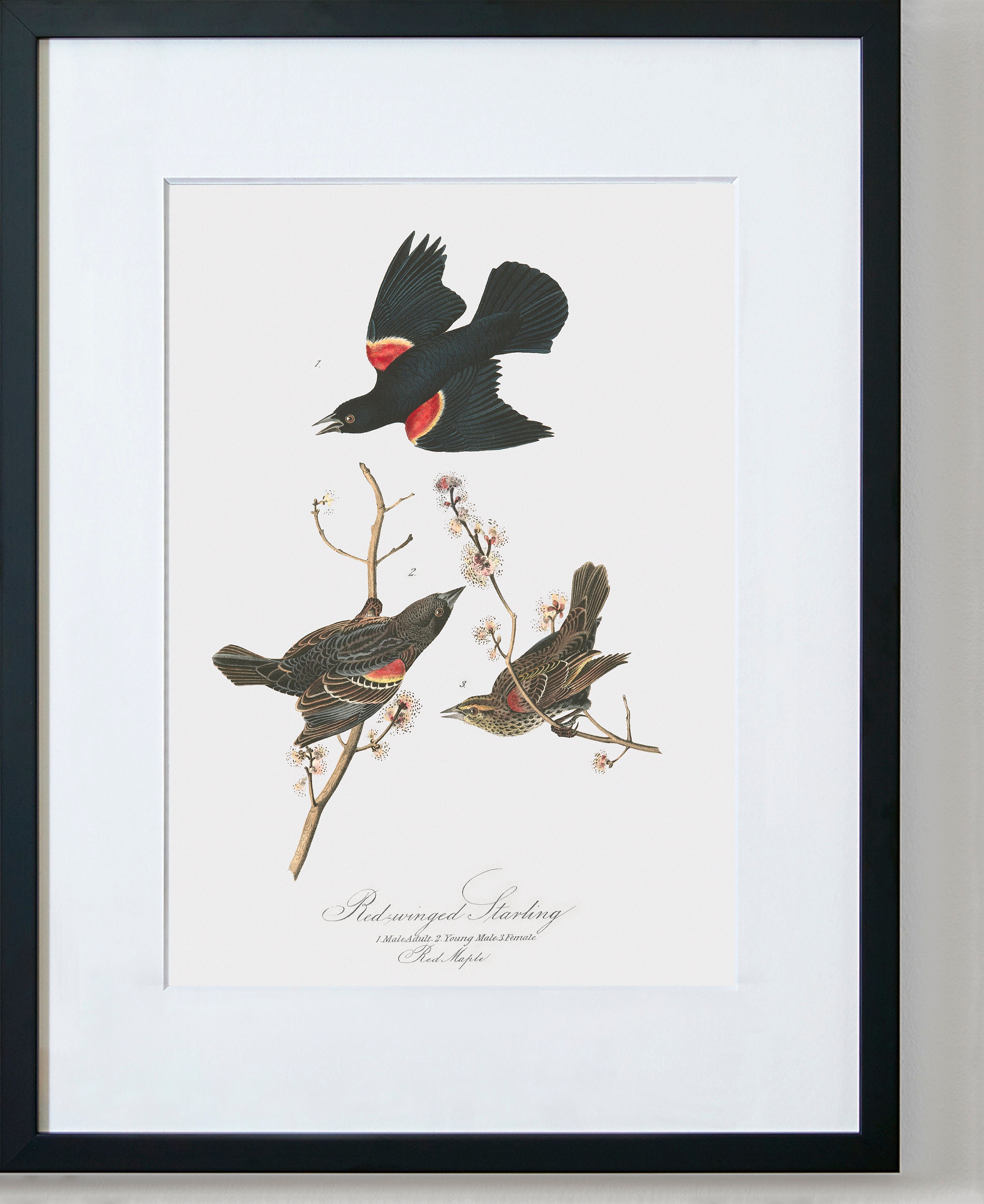 Bird Wall Art, Framed Bird Wall Art, Bird Home Decor, Red-winged ...