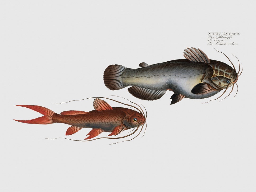 Fish Wall Art - the Helmed Silure - Fish Fine Art Prints - Framed Art ...
