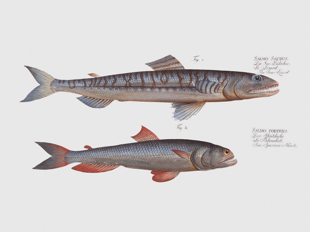 Fish Wall Art - 1. Salmo Saurus 2. Salmo Foetens - Fish Artwork - Etsy