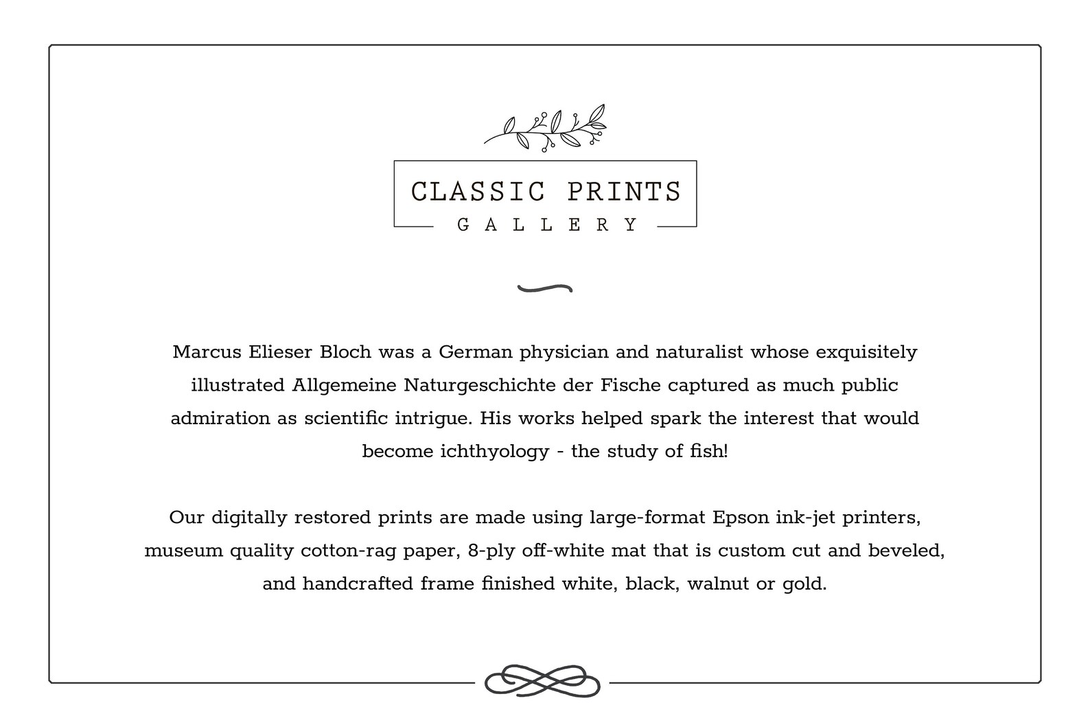 Fish Wall Art The Unbarbed Silure-Fish Framed Art Siluris | Etsy