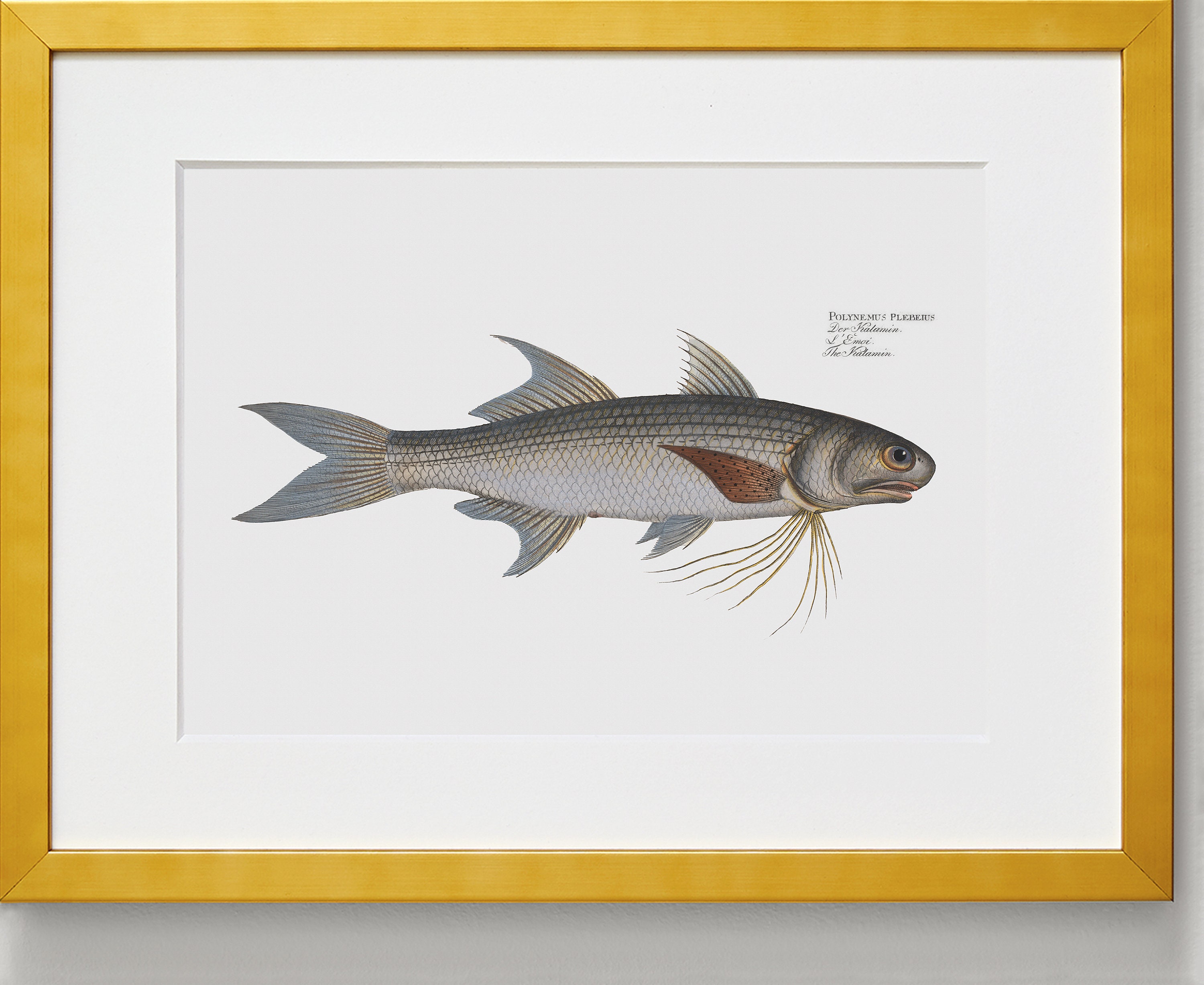 Fish Wall Art the Kalamin Fish Fine Art Prints Framed - Etsy