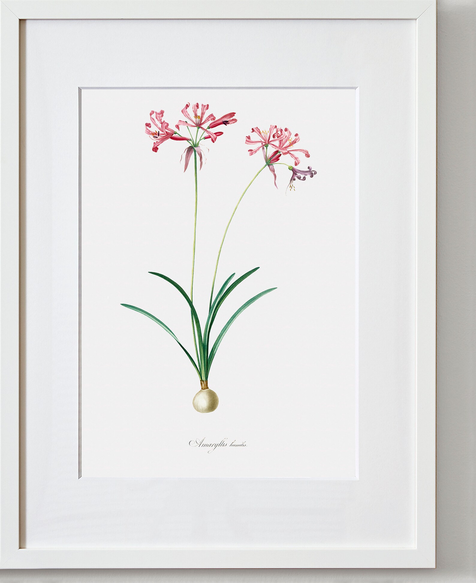 Flower Print Floral Art Nerine Lily Botanical Fine Art - Etsy